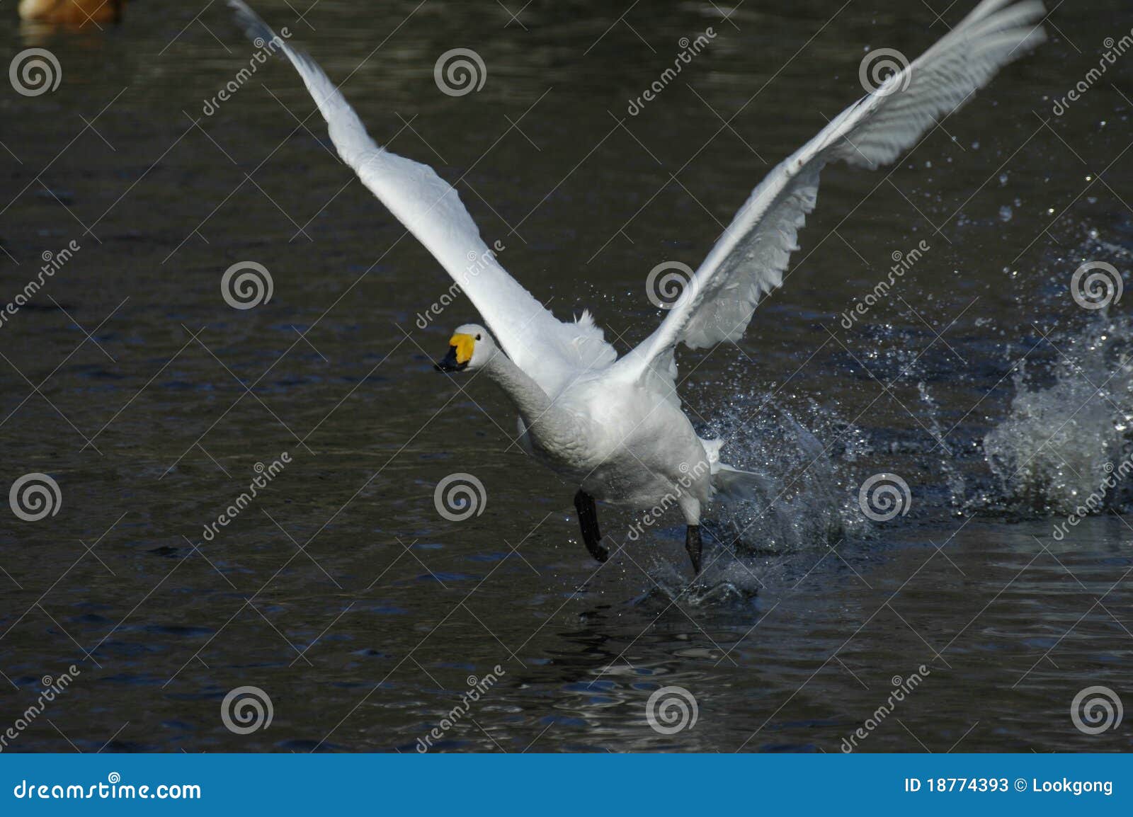 Swan fly stock image. Image of bejing - 18774393