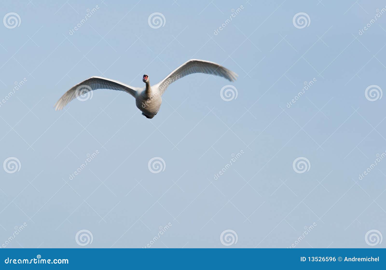 Swan flying stock photo. Image of white, soaring, animal - 13526596