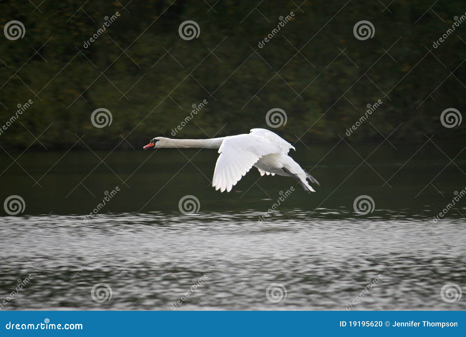 Swan flying stock photo. Image of juvenile, water, bird - 19195620