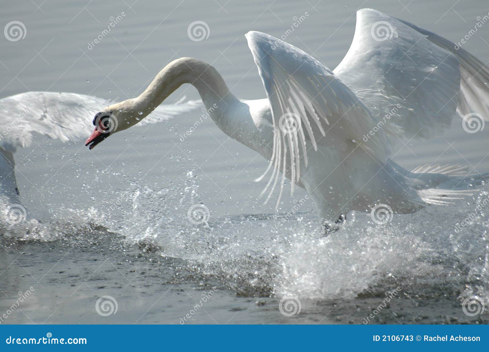 Swan flying stock image. Image of swan, romantic, beak - 2106743