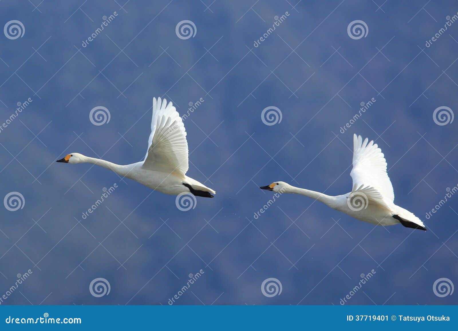 Swan in flying stock image. Image of mountain, bird, wild - 37719401