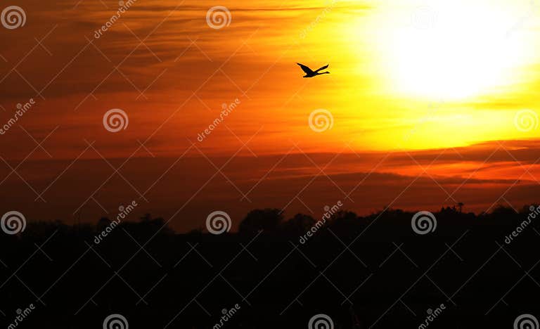 Swan Flying in Colorful Sunset Stock Image - Image of colorful, dusk ...