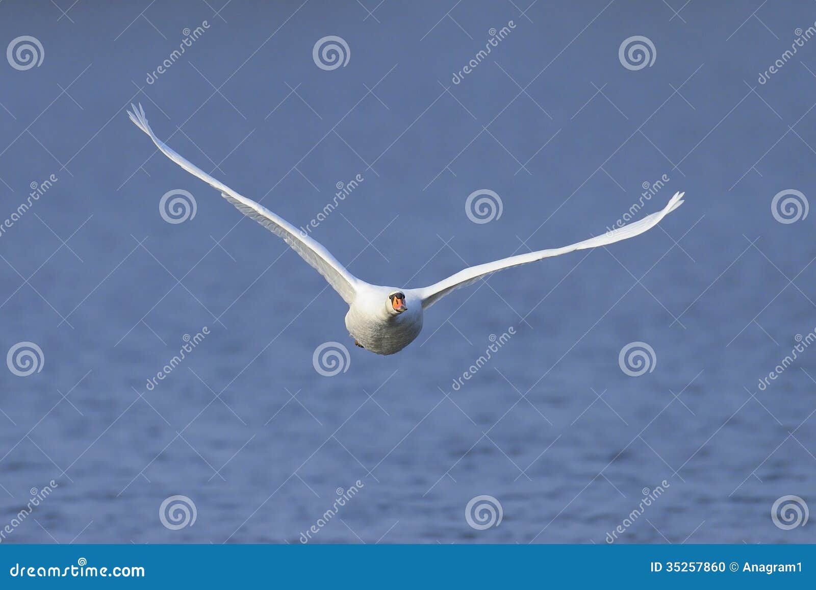 Swan flying over water stock photo. Image of spread, flying - 35257860