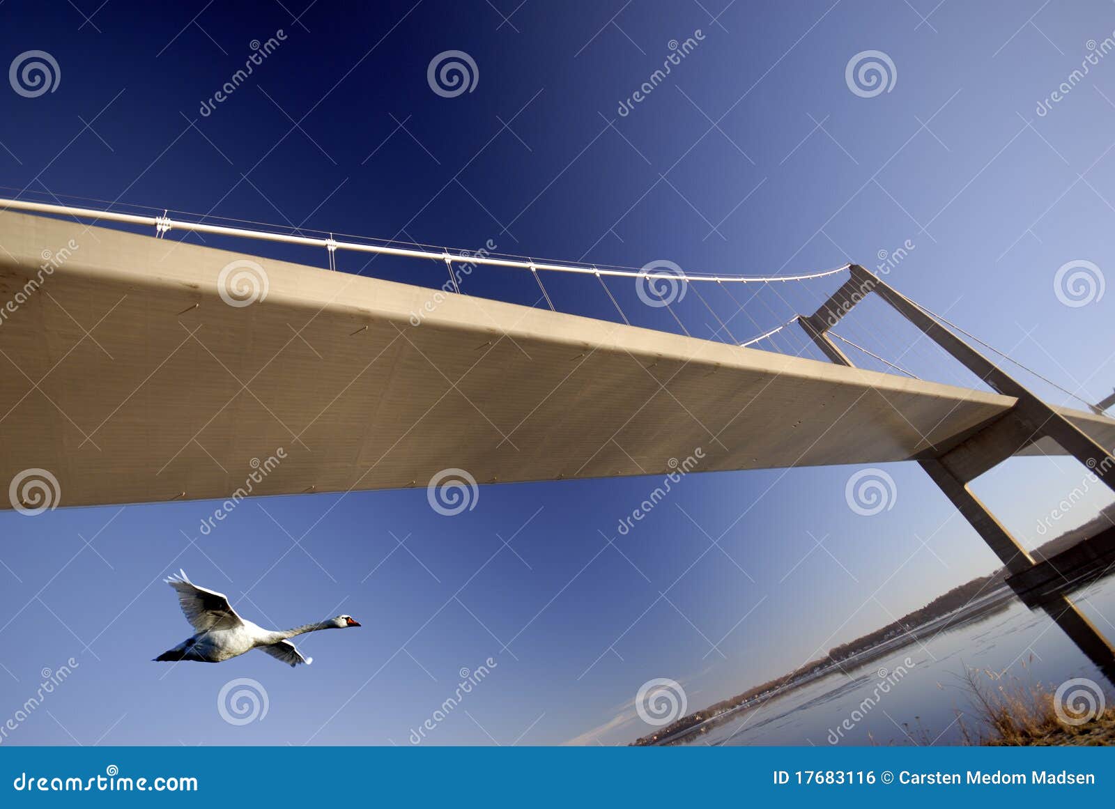 Swan flying under bridge stock photo. Image of edge, denmark - 17683116