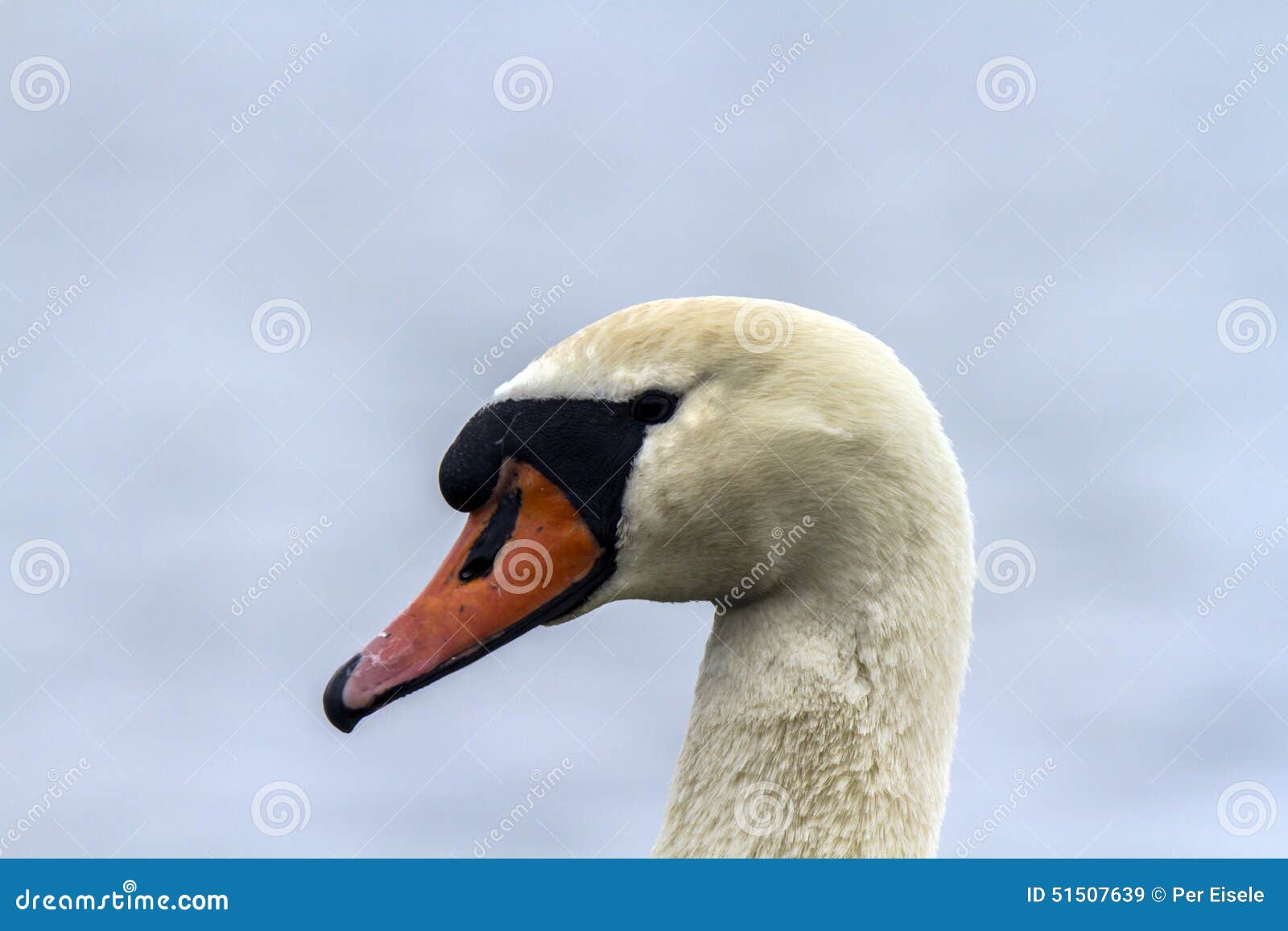 Swan stock image. Image of forrest, buzzard, afternoon - 51507639