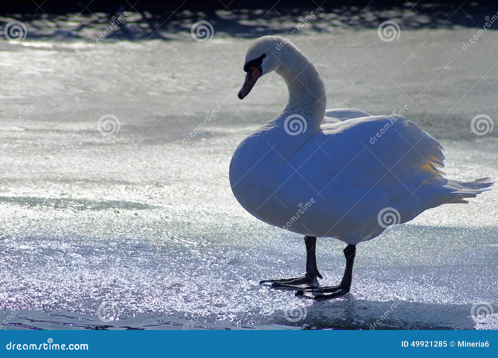 Swan on frozen lake stock image. Image of fruit, close - 49921285