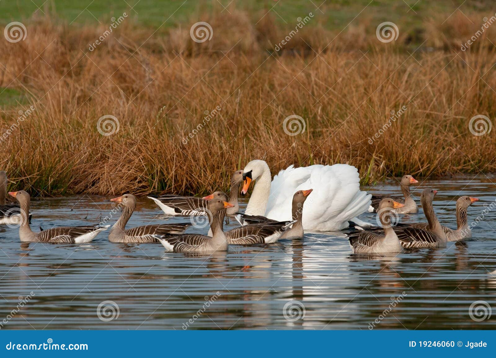 Swan and geese stock photo. Image of feather, beautiful - 19246060