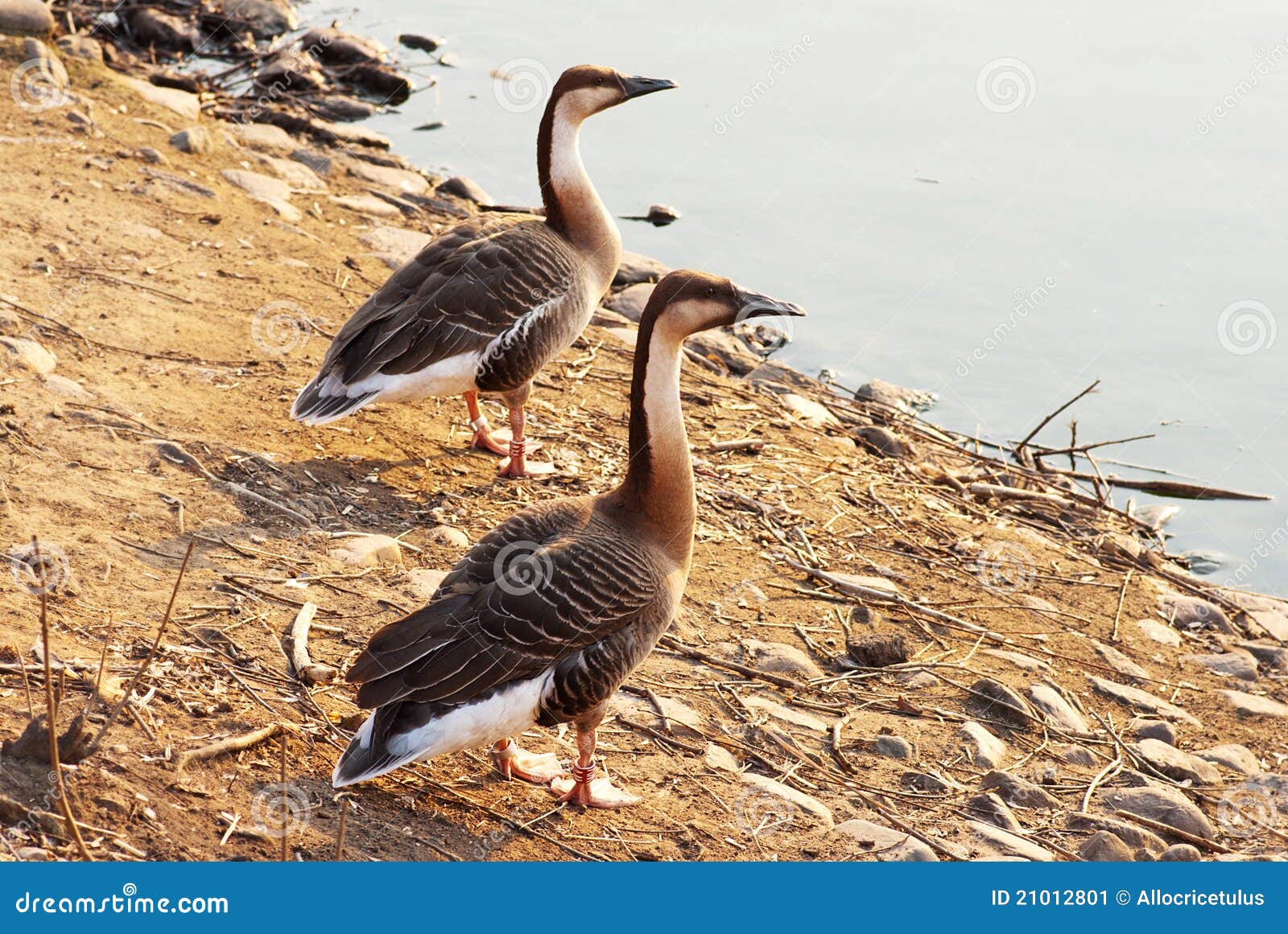 Swan geese stock image. Image of wildlife, animal, environment - 21012801
