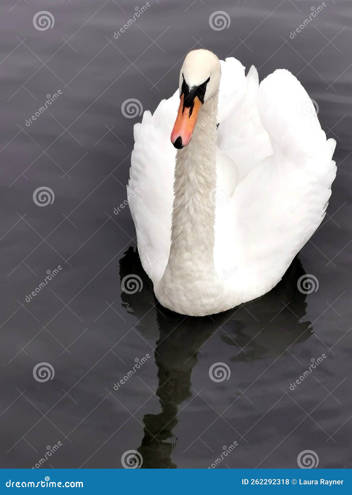 Swan gliding on a Lake stock photo. Image of animal - 262292318