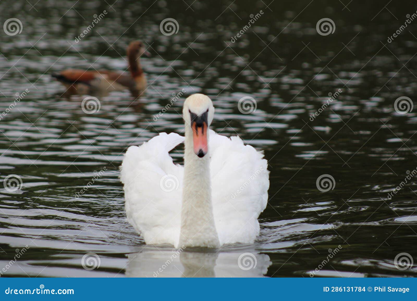 Swan Gliding on Rippled Water Stock Photo - Image of avian, swans ...
