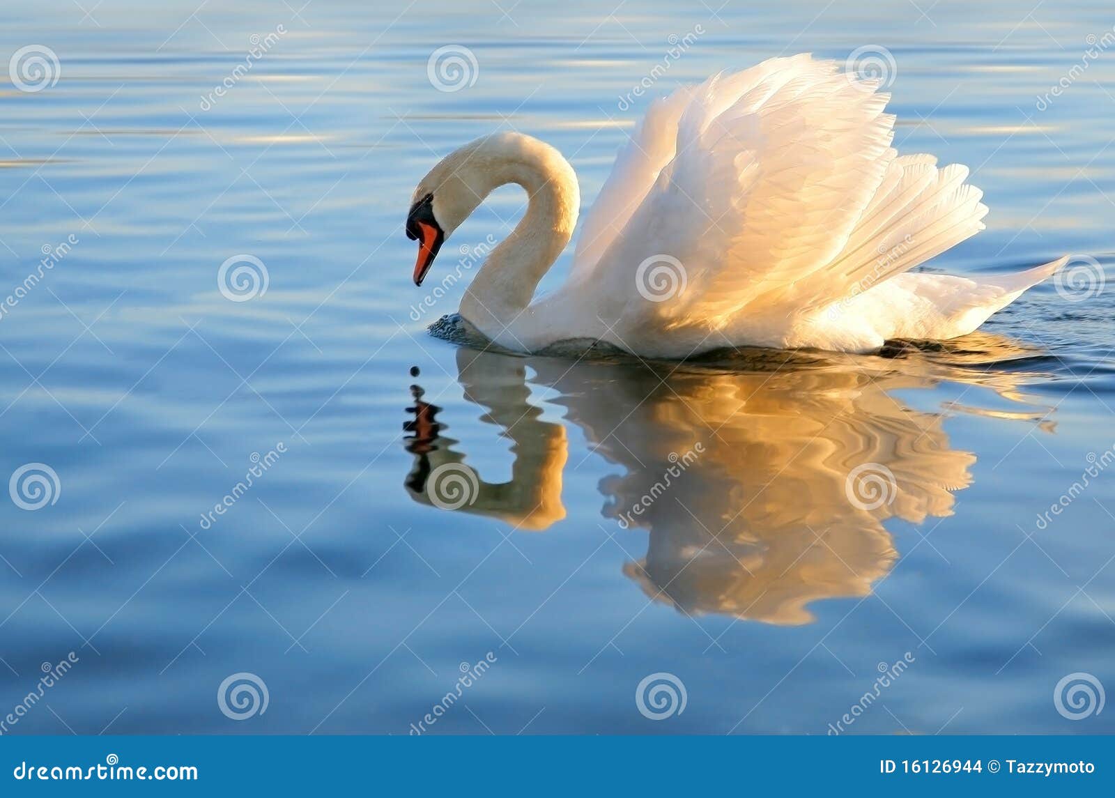 Swan with Golden Reflection Stock Photo - Image of graceful, nature ...