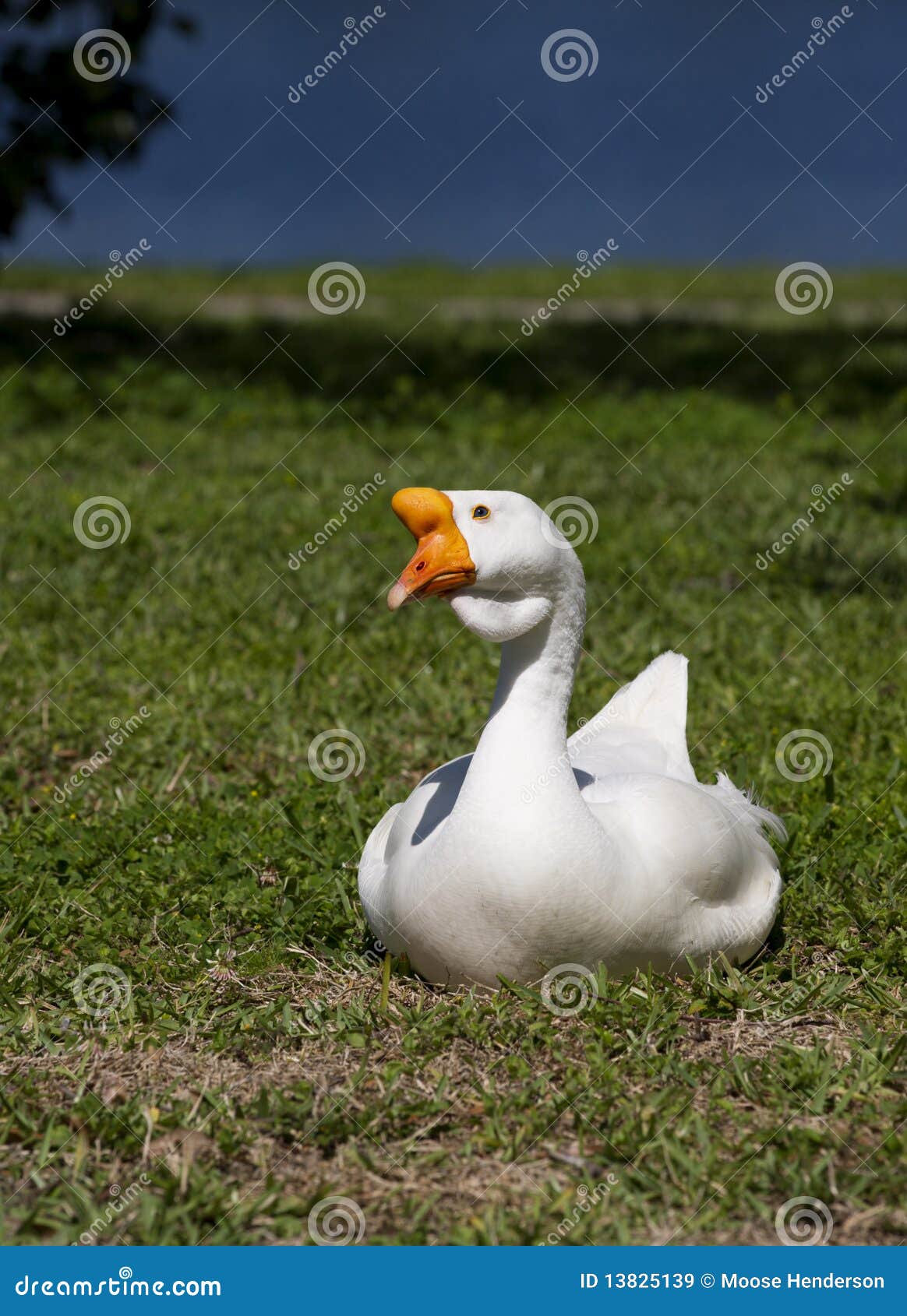 Swan Goose stock image. Image of animals, bird, undomesticated - 13825139