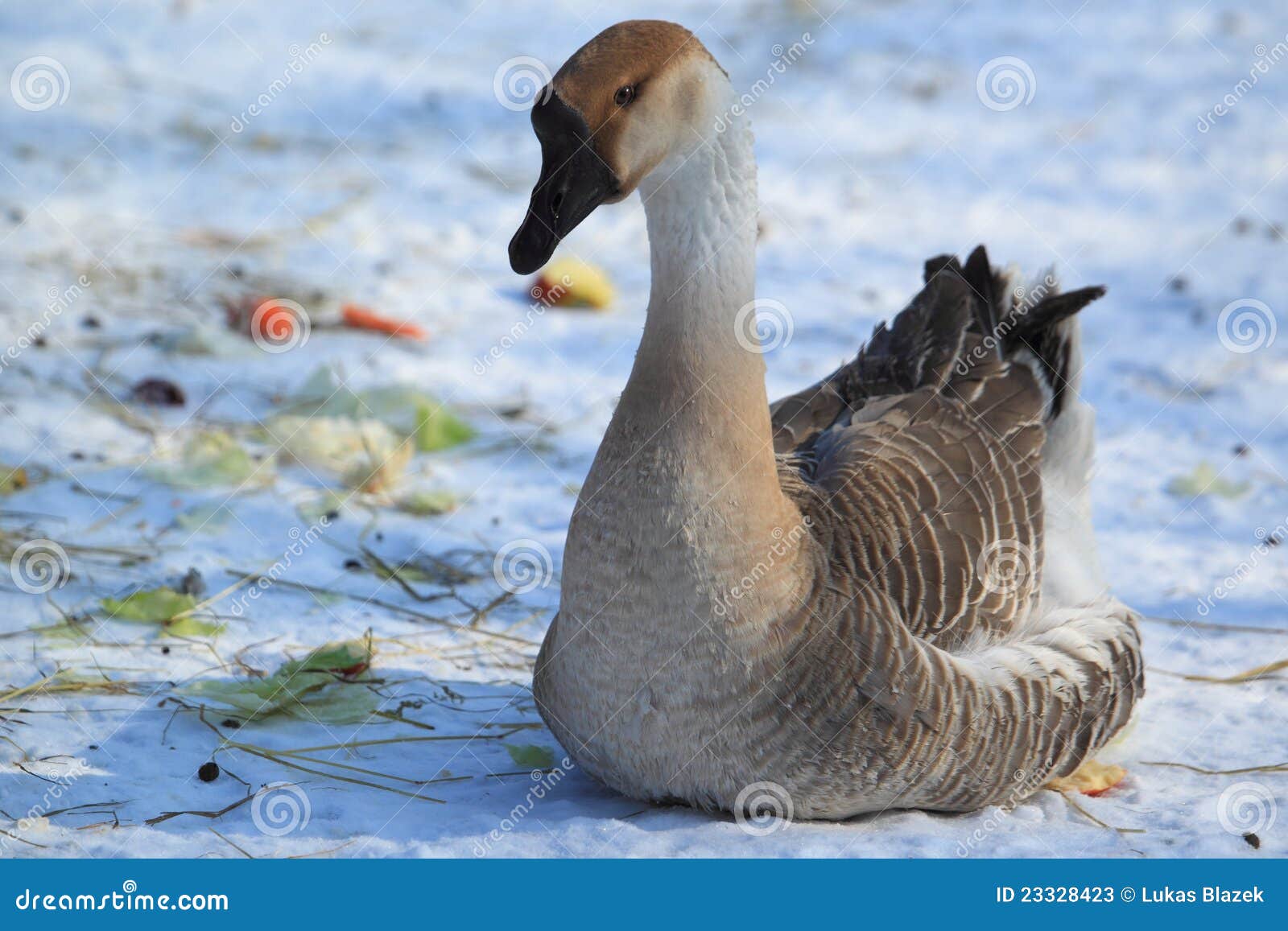 Swan goose stock image. Image of animal, bird, swan, goose - 23328423