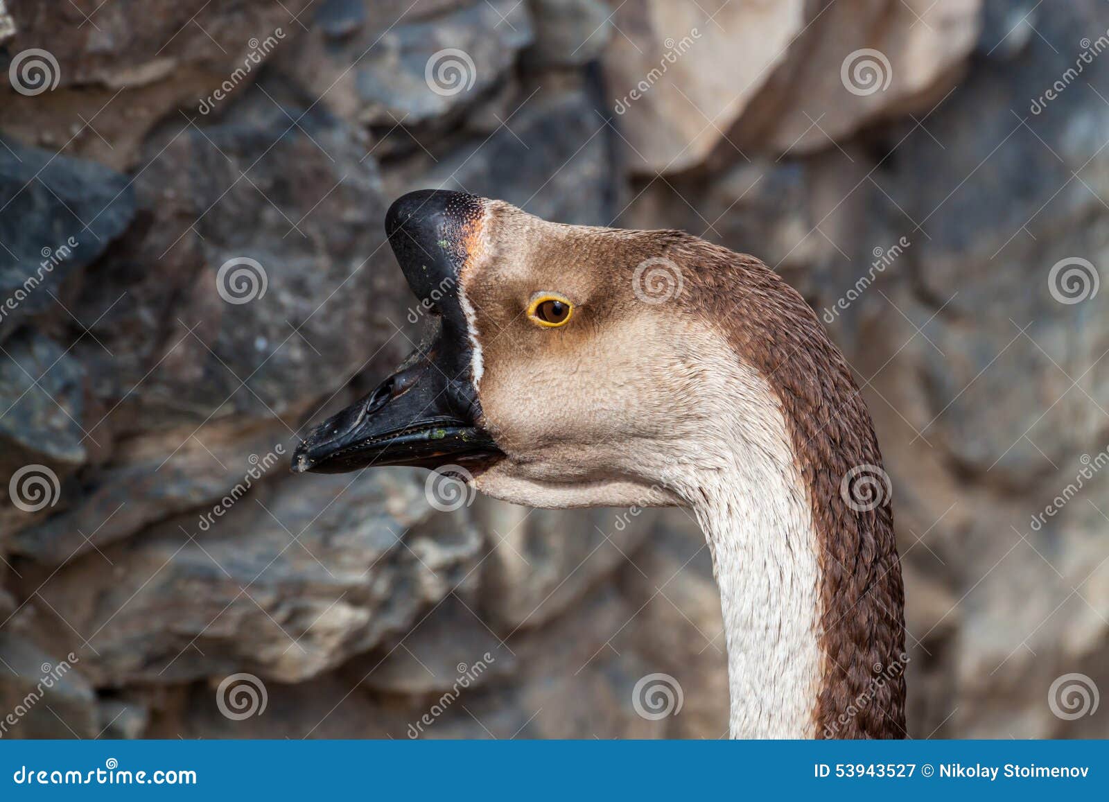 Swan goose stock image. Image of cygnoides, cute, profile - 53943527