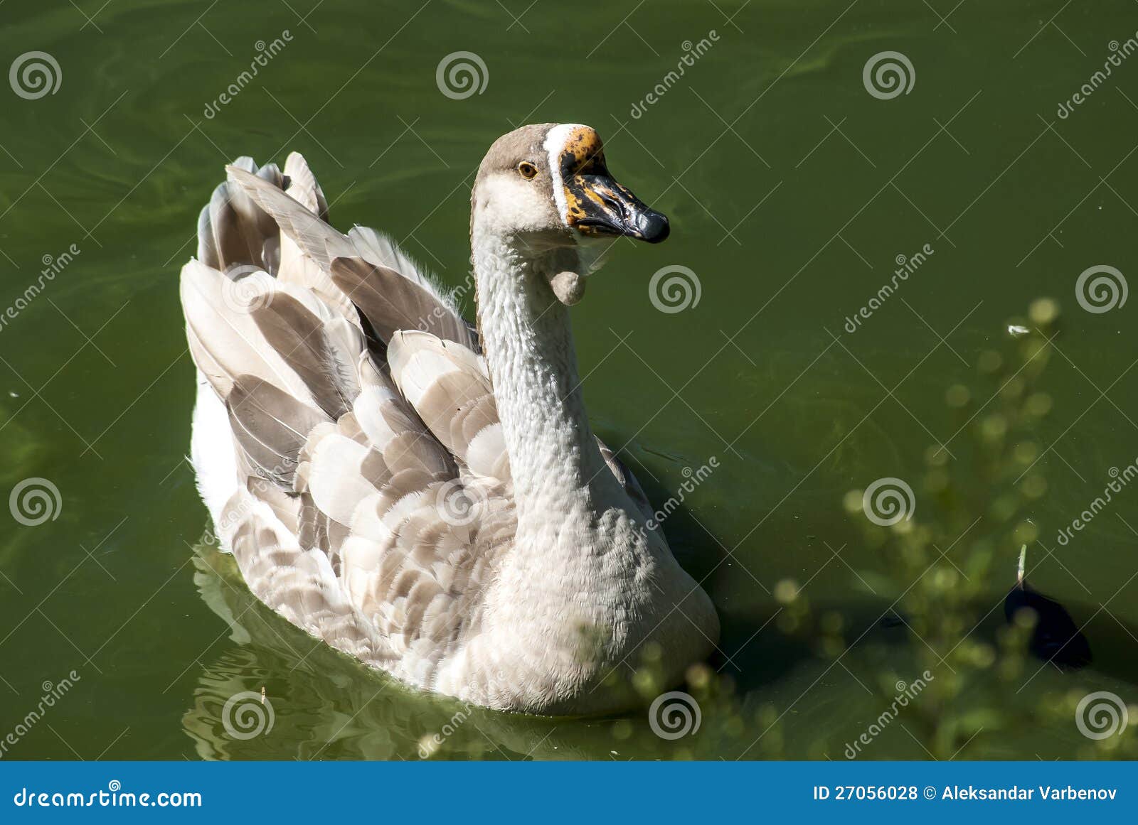 Swan goose semi profile stock photo. Image of wing, white - 27056028