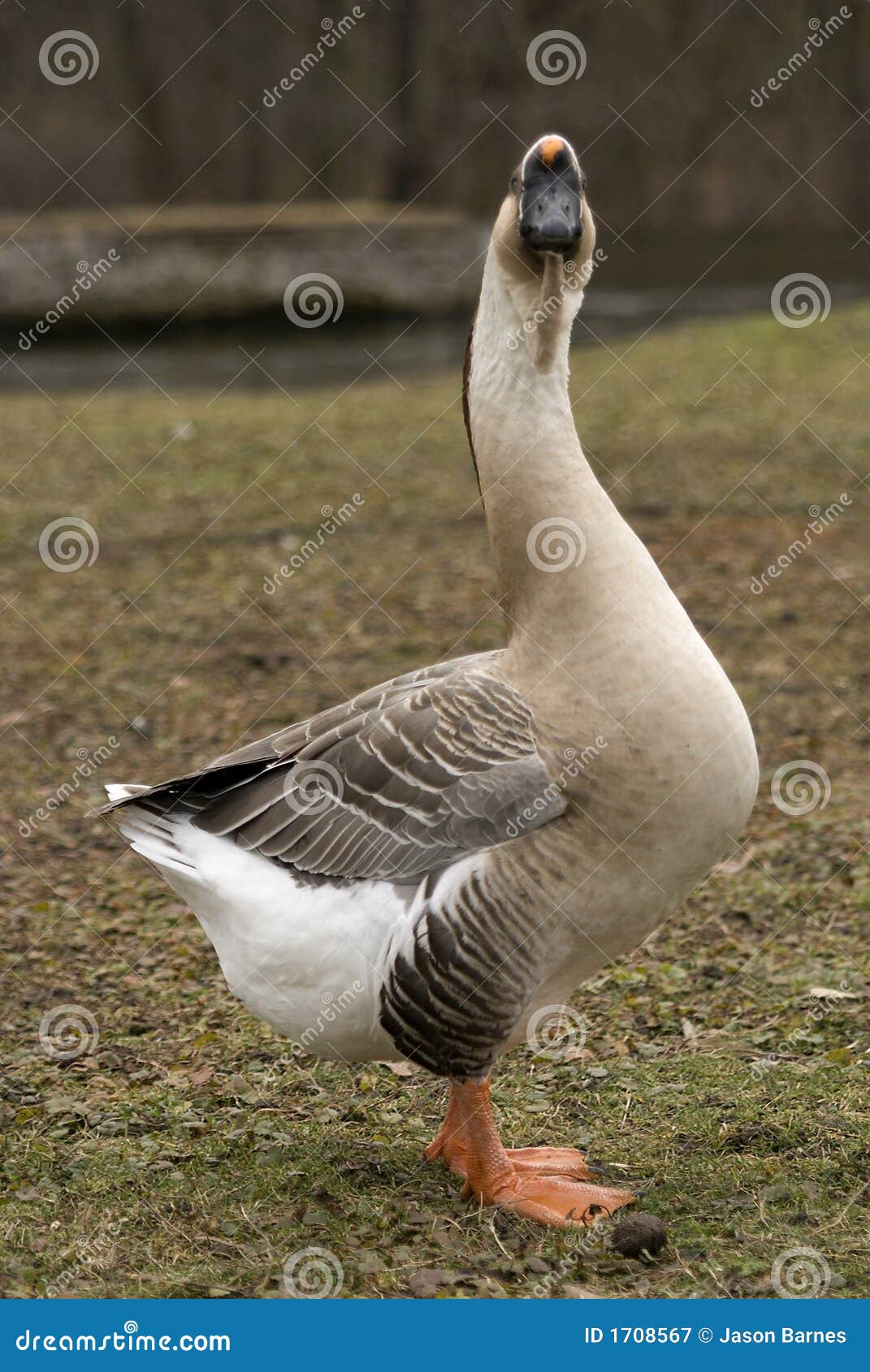 Swan Goose Staring stock image. Image of orange, united - 1708567