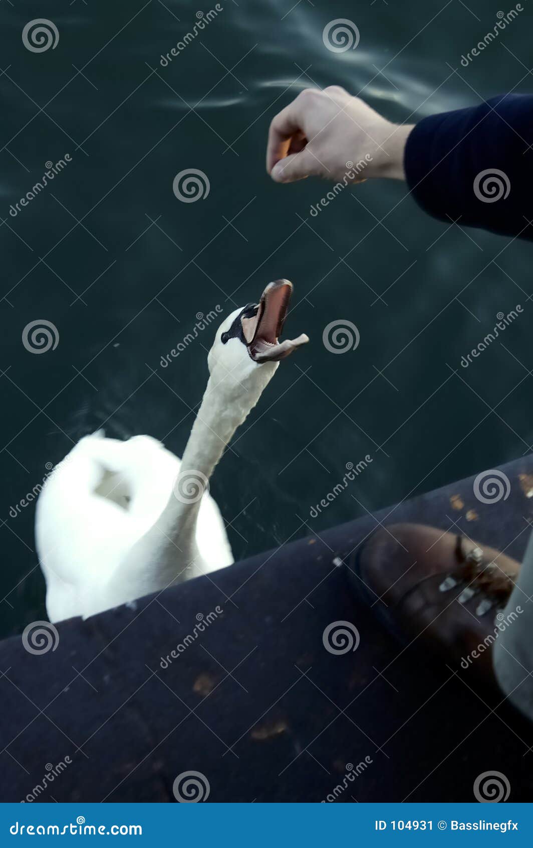 Swan Grab stock image. Image of feed, swan, grab, animals - 104931