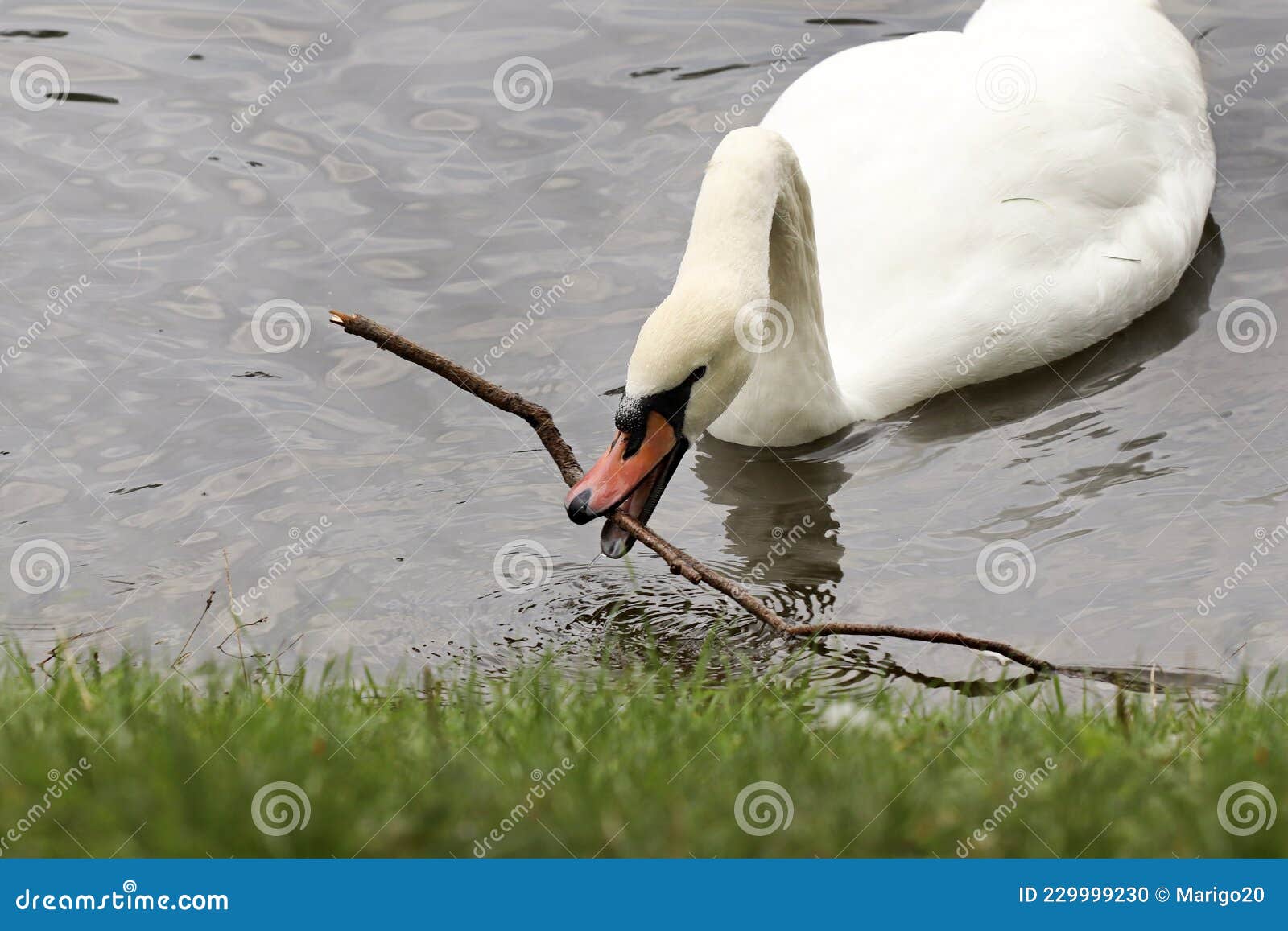 The swan grabbed. stock photo. Image of feather, bird - 229999230