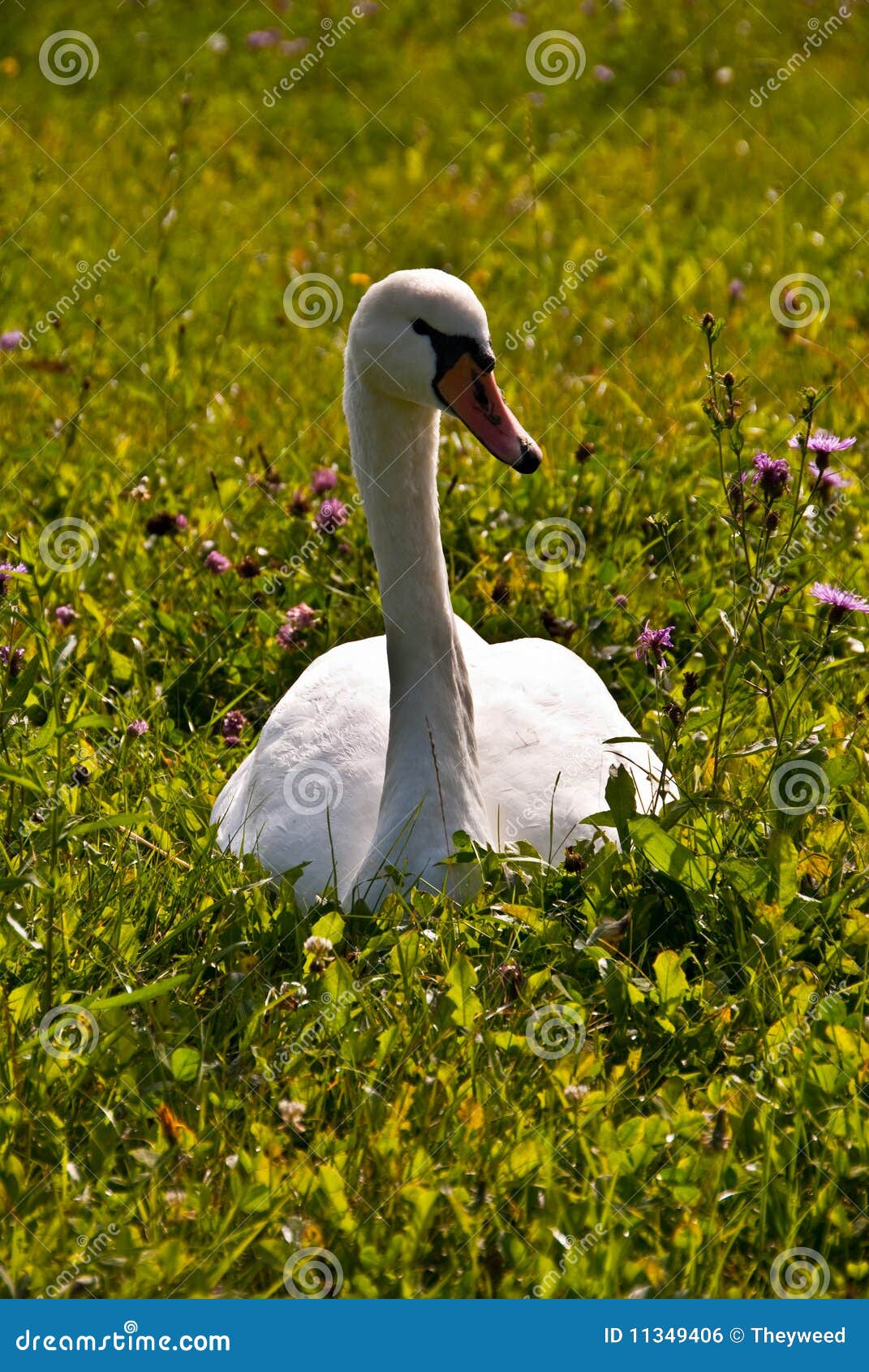 Swan on grass stock photo. Image of eating, water, nature - 11349406