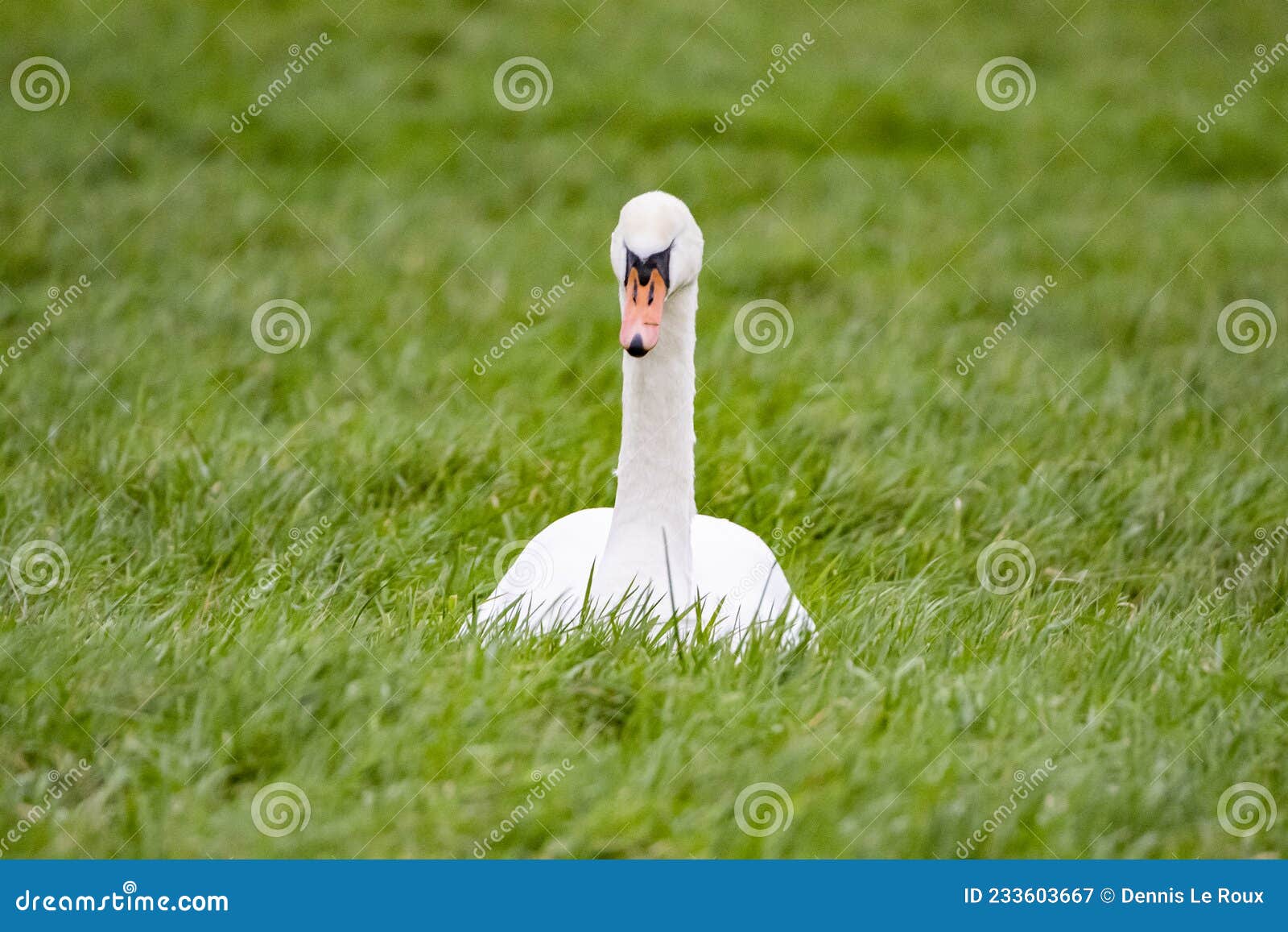 Swan in grass field stock image. Image of flower, goose - 233603667