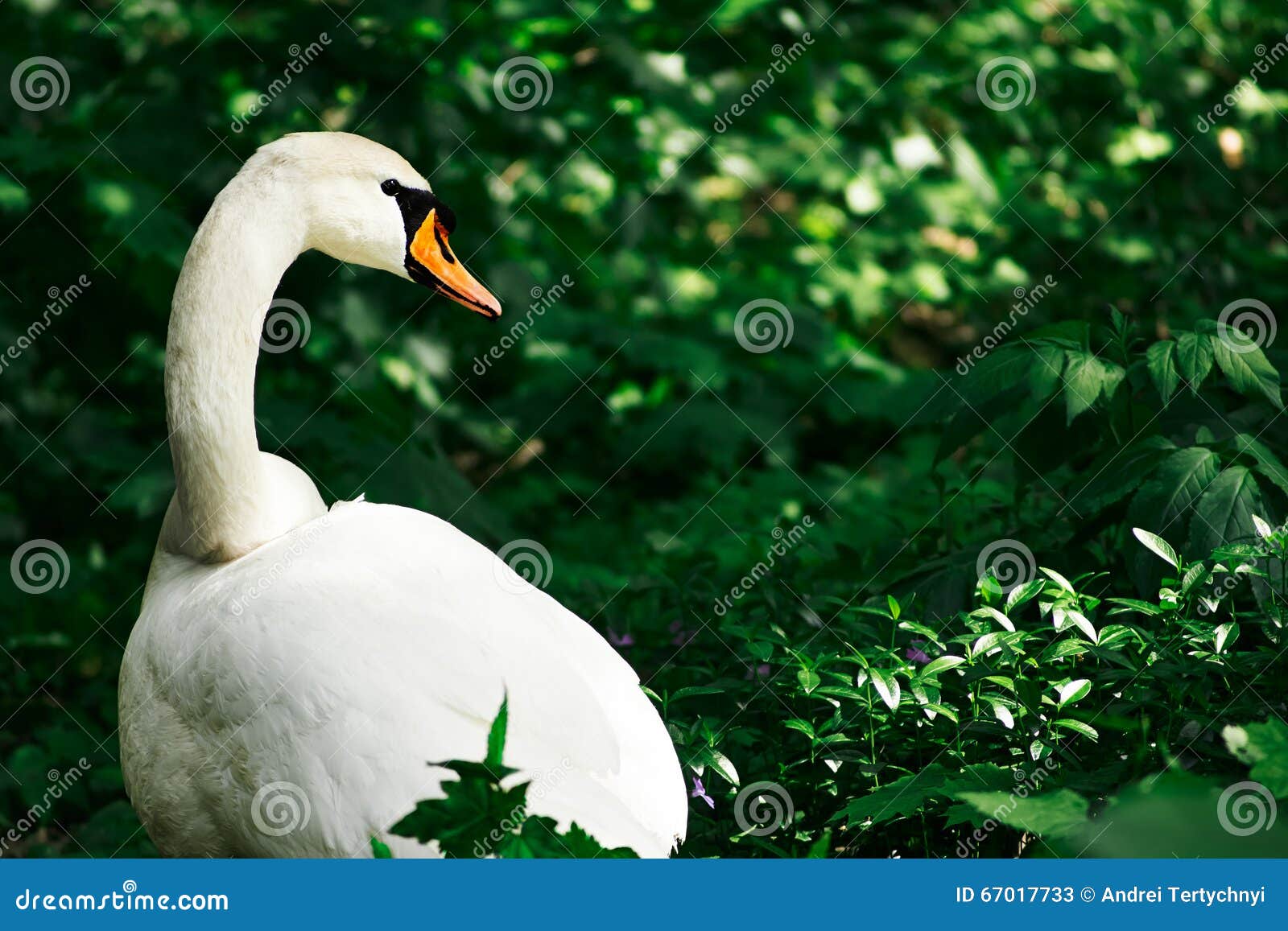 Swan in grass stock image. Image of grass, look, nature - 67017733