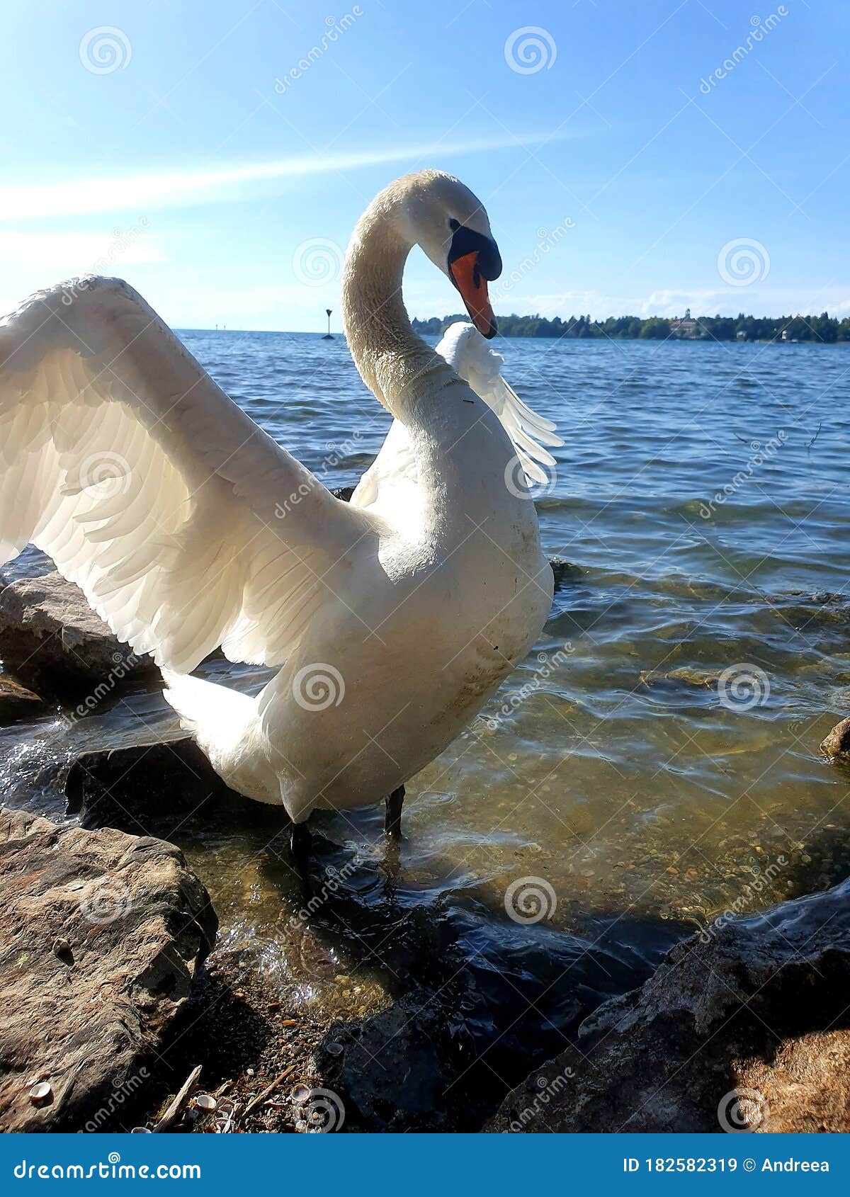 A Swan Has only One Partner All Its Life Stock Image - Image of seabird ...