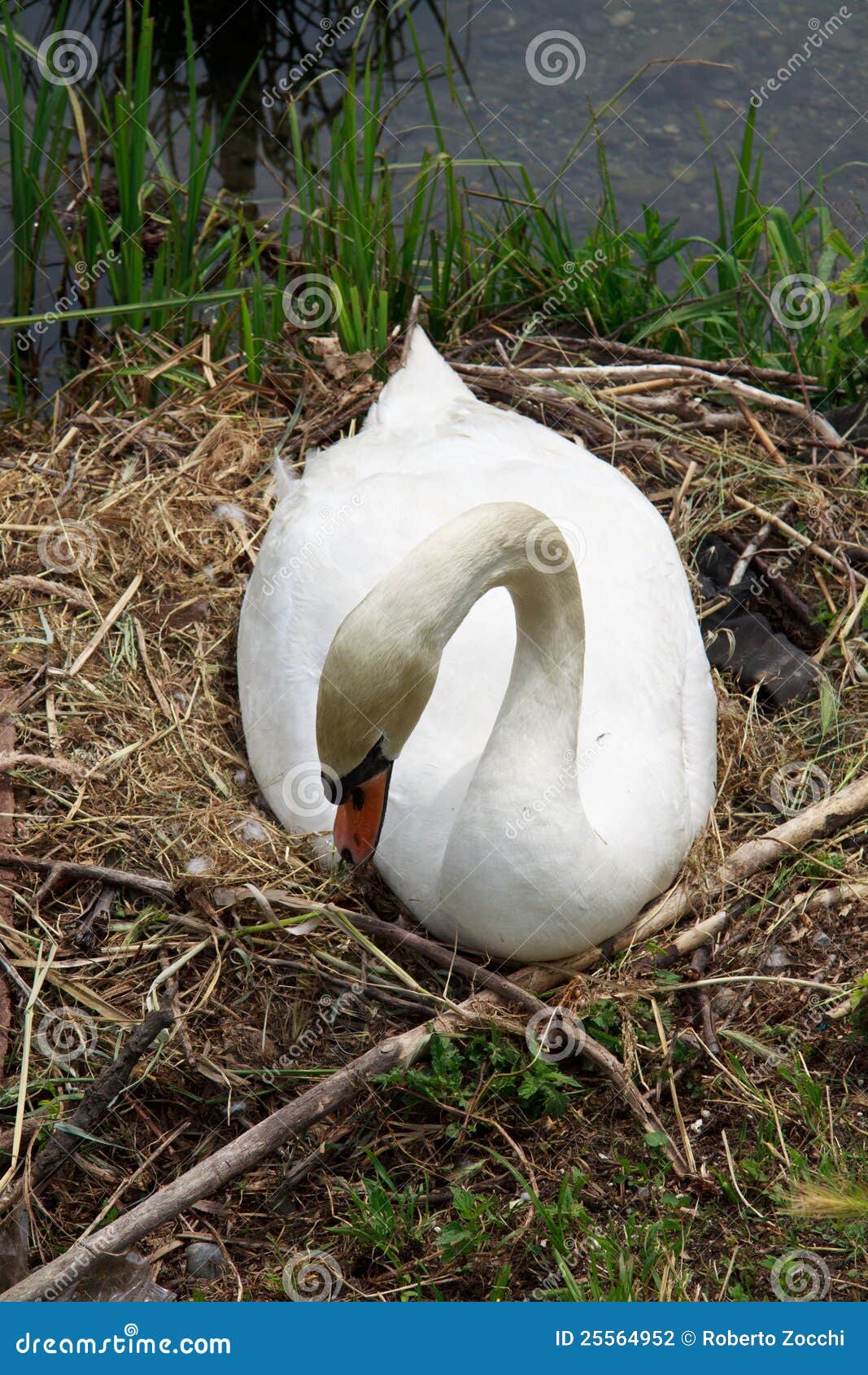 Swan during the hatching stock photo. Image of swan, white - 25564952