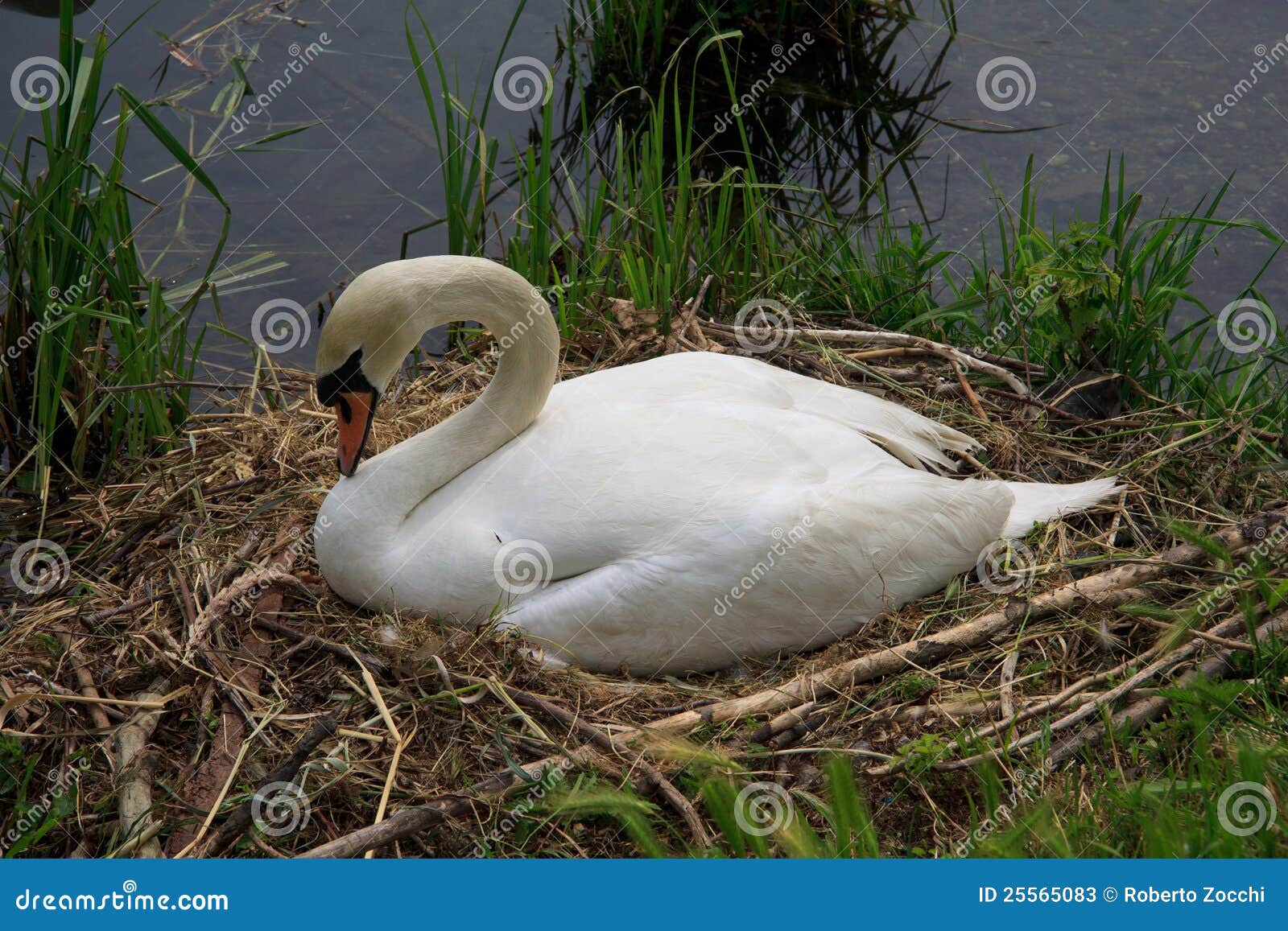 Swan during the hatching stock image. Image of nest, hatching - 25565083