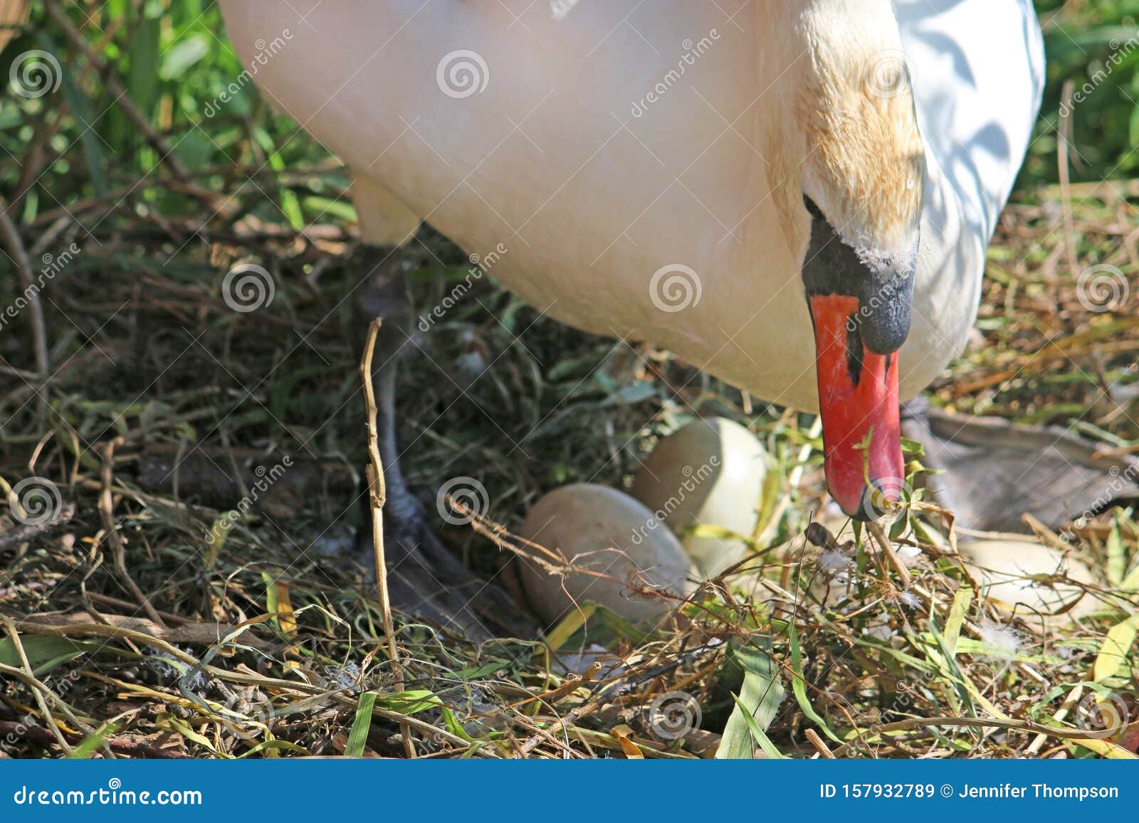 Swan Hatching Eggs on a Nest Stock Image - Image of bird, nest: 157932789