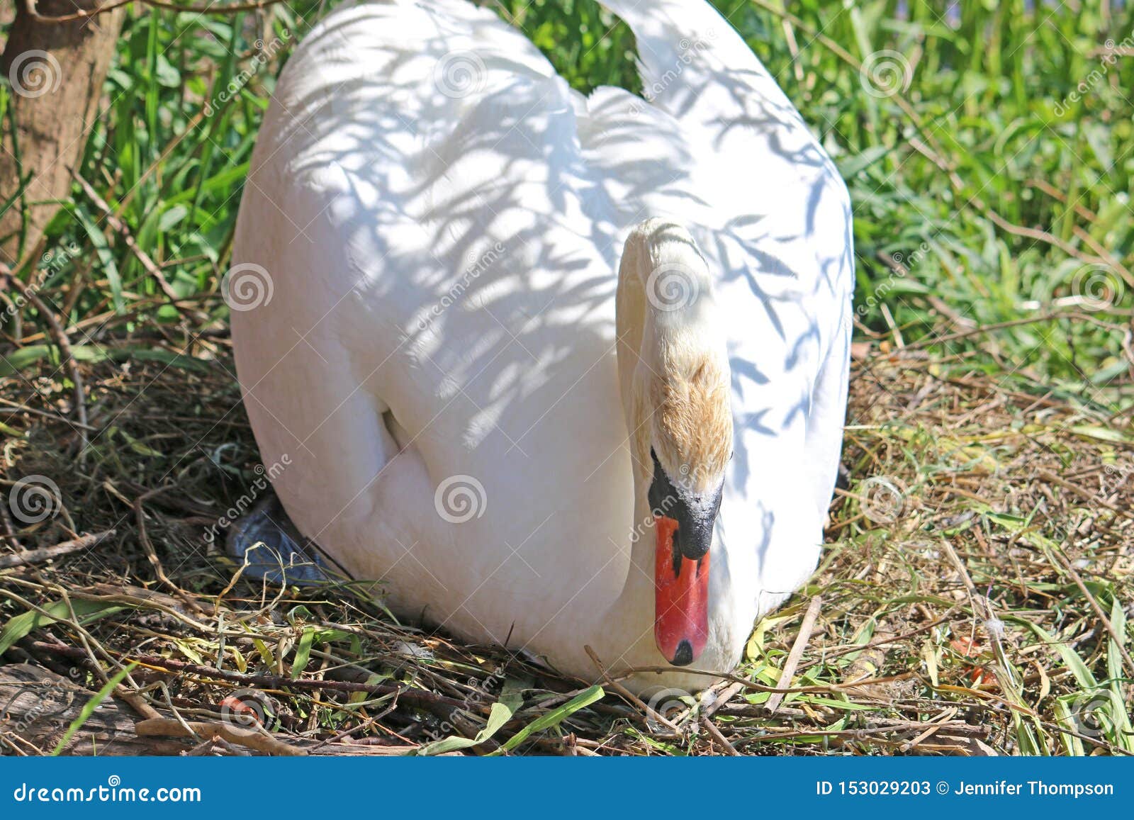 Swan Hatching Eggs on a Nest Stock Image - Image of animal, animals ...