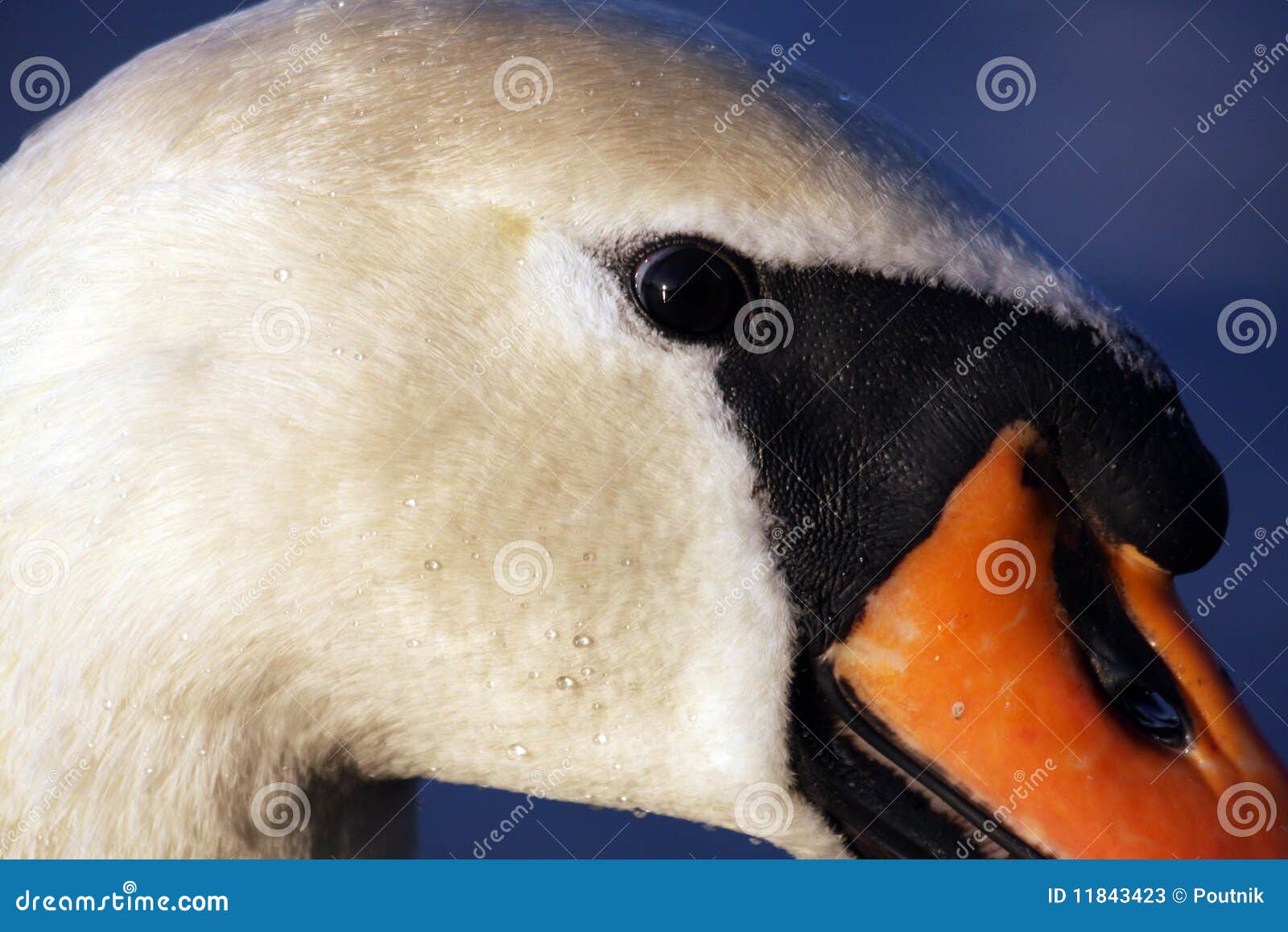 Swan head stock image. Image of wildlife, wild, head - 11843423