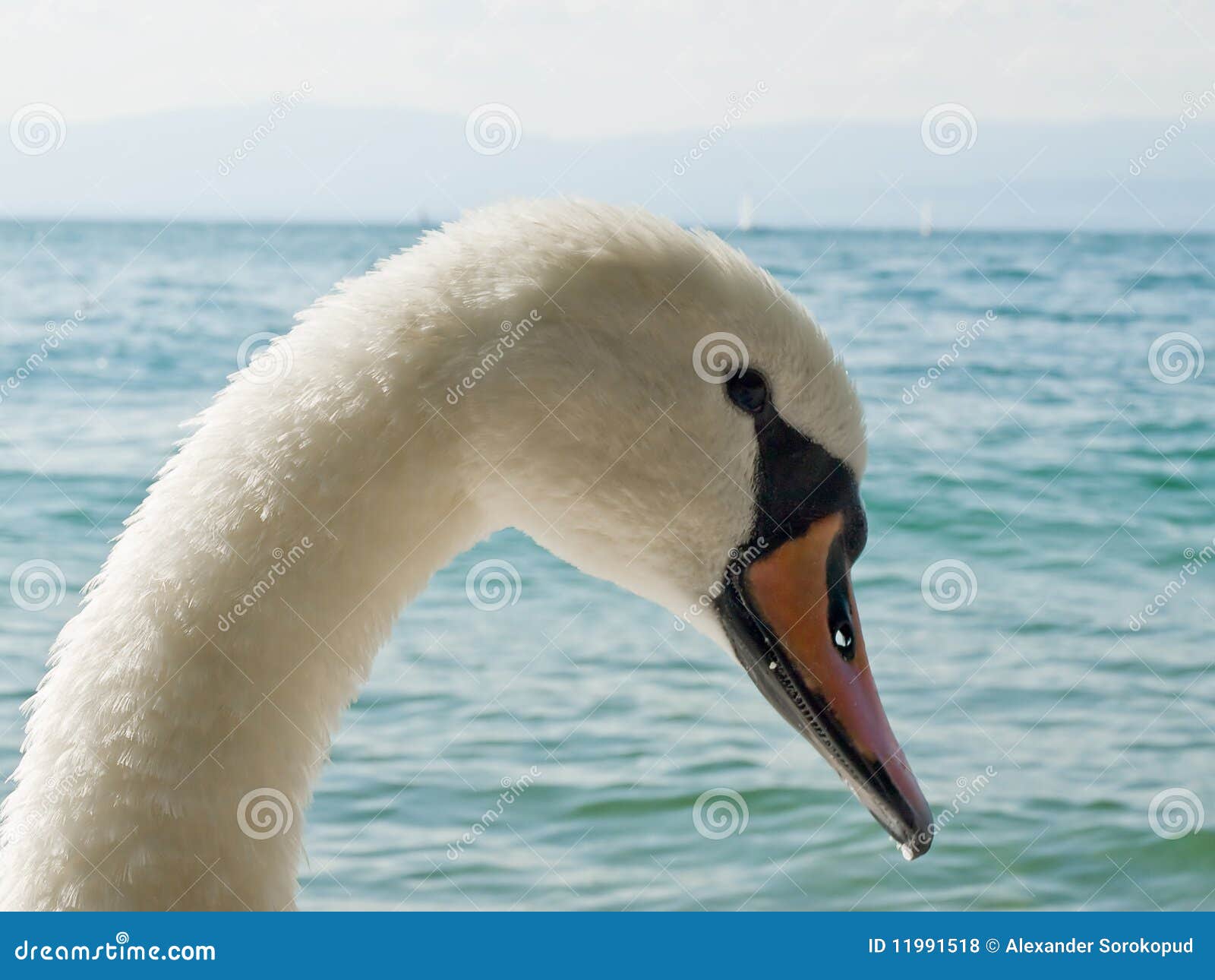 Swan head stock photo. Image of lake, swan, flyer, beauty - 11991518