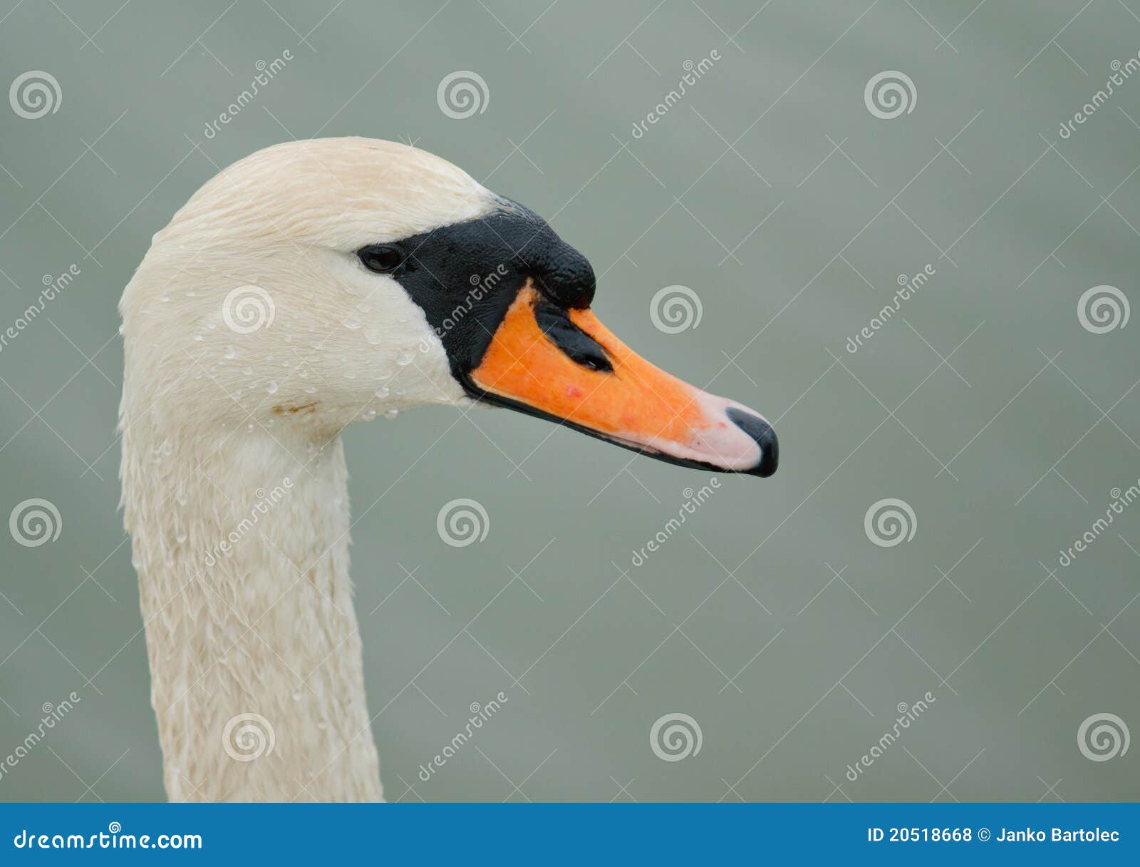 Swan head stock photo. Image of bird, lake, look, beautiful - 20518668