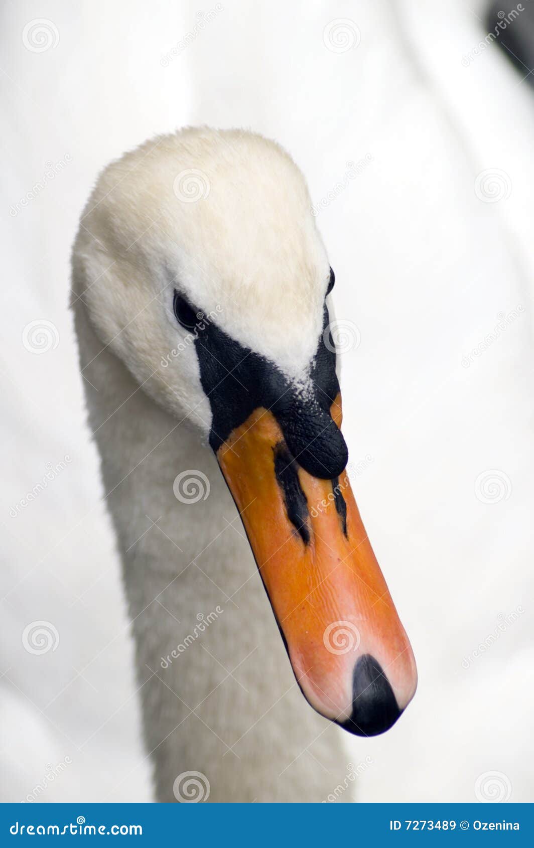 Swan head. stock image. Image of beauty, gaze, swan, beautiful - 7273489