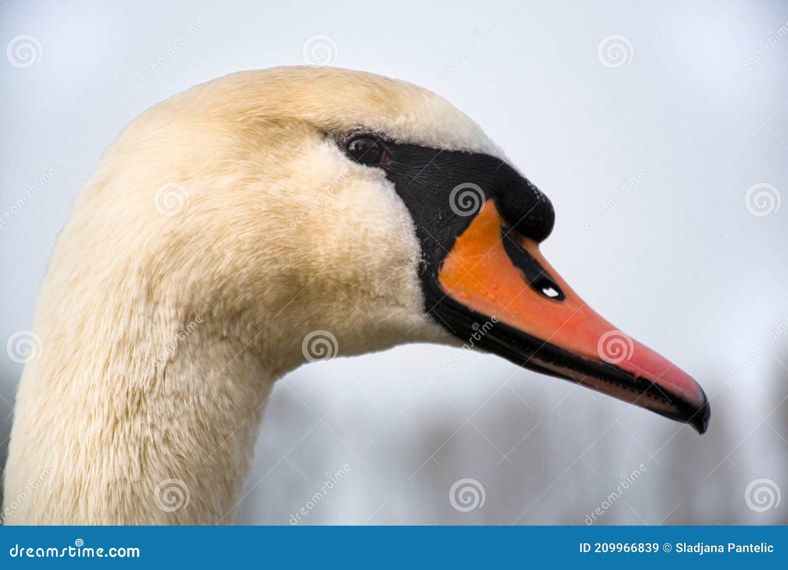 Swan head stock image. Image of blue, nature, wild, black - 209966839