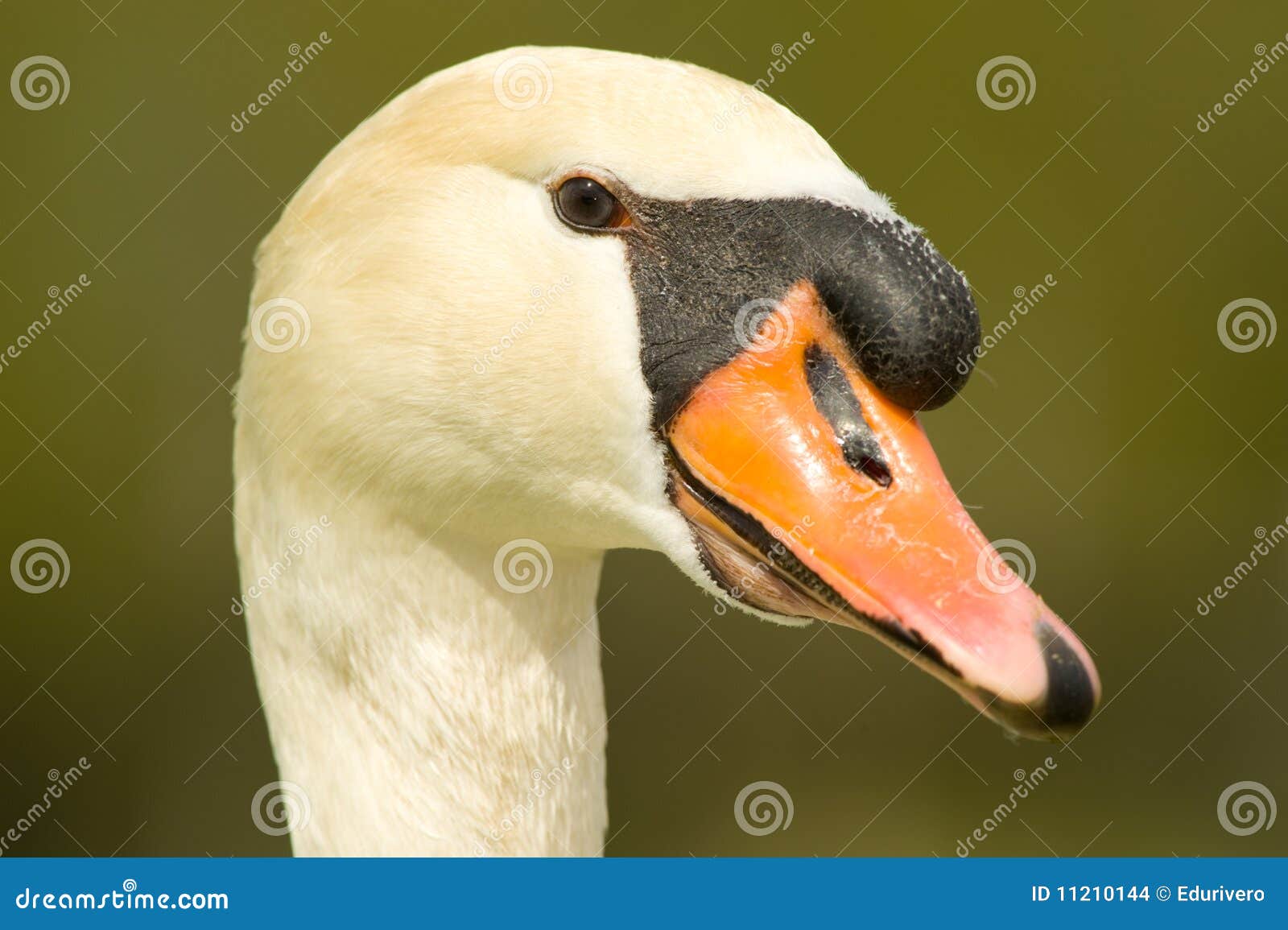 Swan head close up stock photo. Image of shape, orange - 11210144
