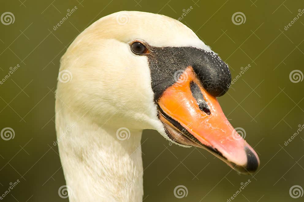 Swan head close up stock photo. Image of shape, orange - 11210144