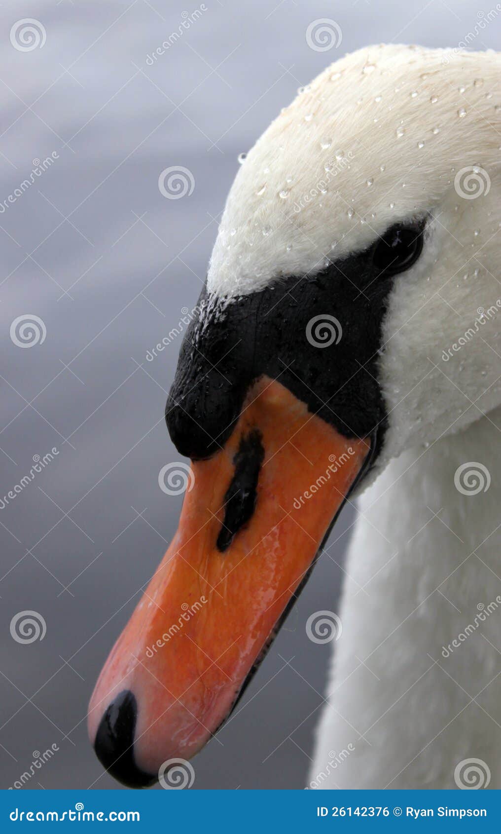 Swan head close up stock photo. Image of nature, pure - 26142376