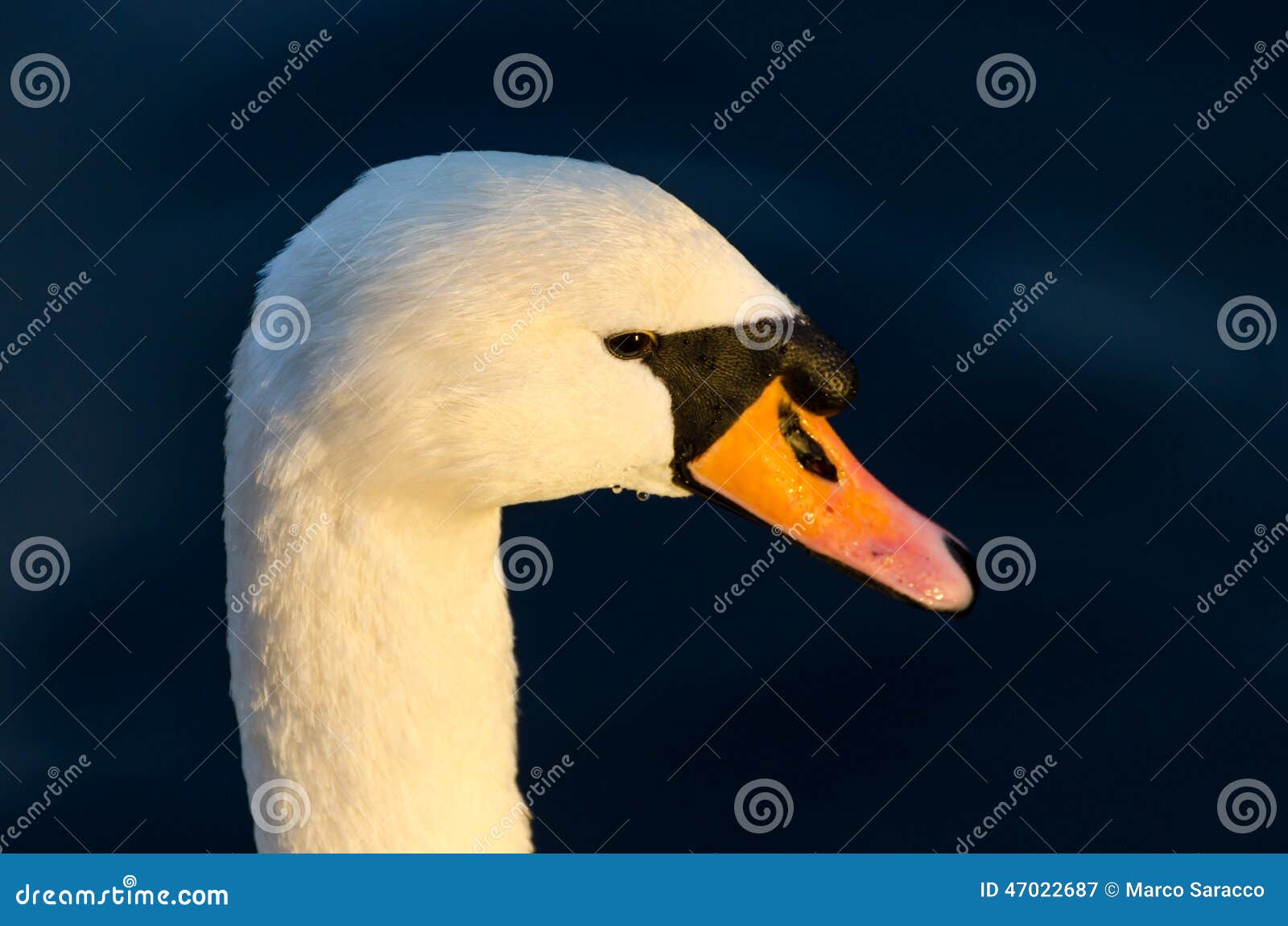Swan head close up stock image. Image of animal, water - 47022687