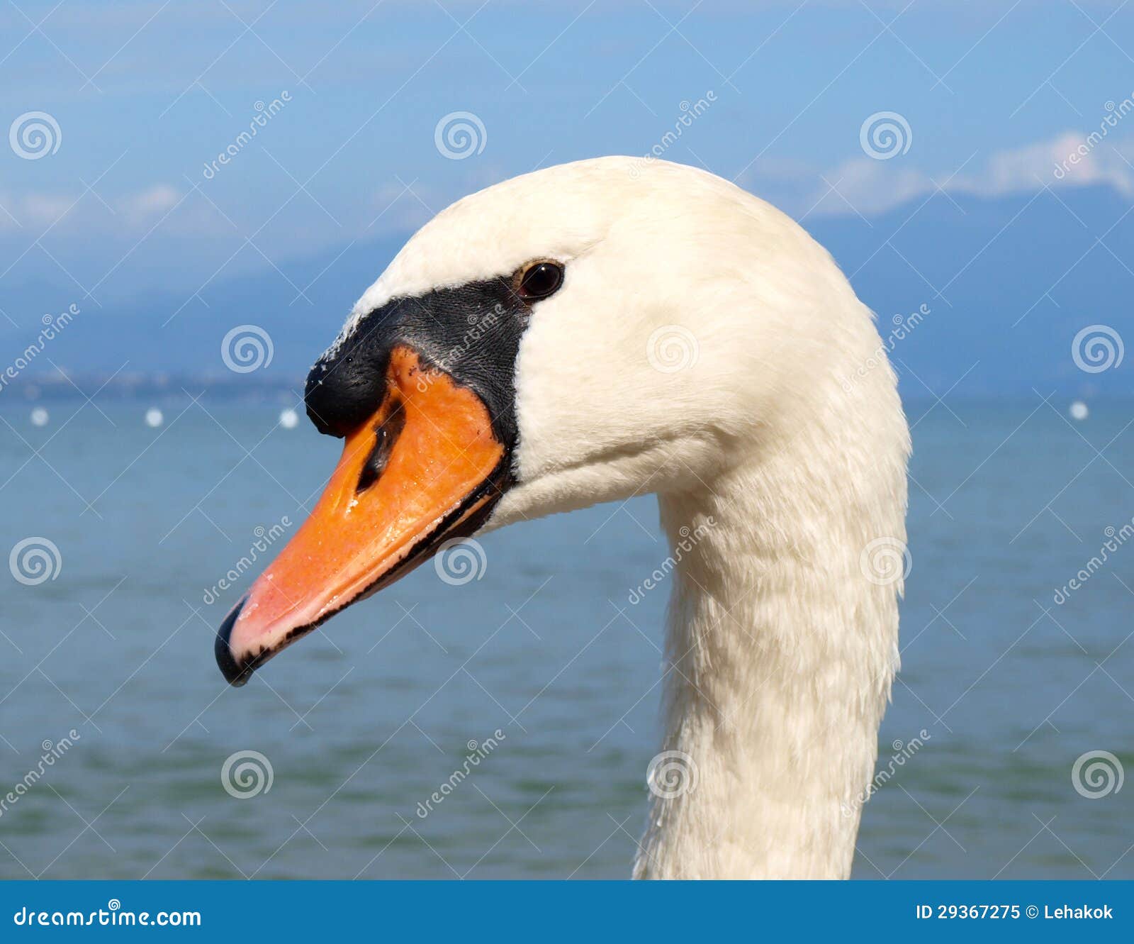Swan head closeup stock image. Image of shore, nature - 29367275