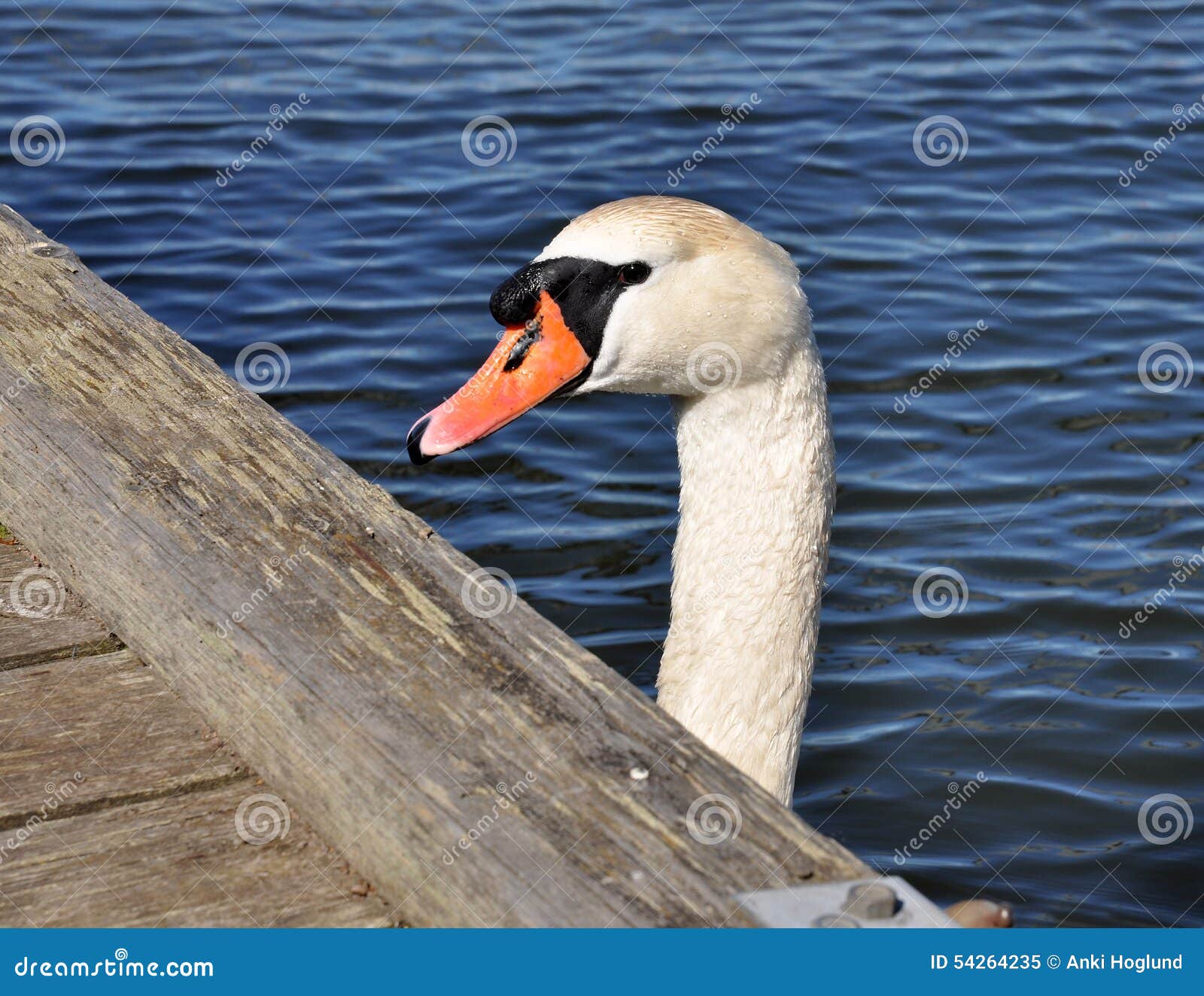 Swan head stock image. Image of animal, bird, white, blue - 54264235
