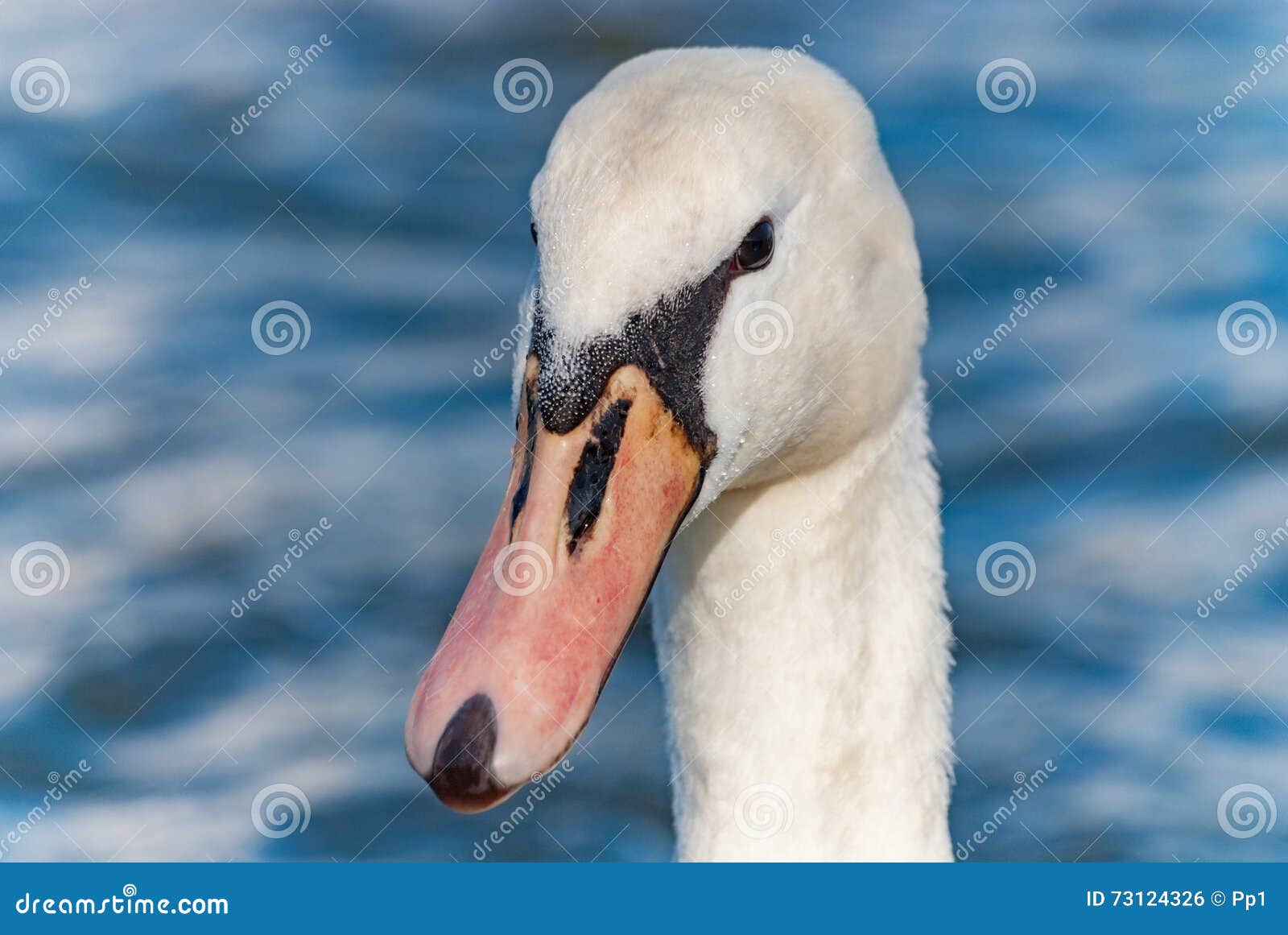 Swan Head Detail Macro Front Side Stock Photo - Image of bird, detail ...