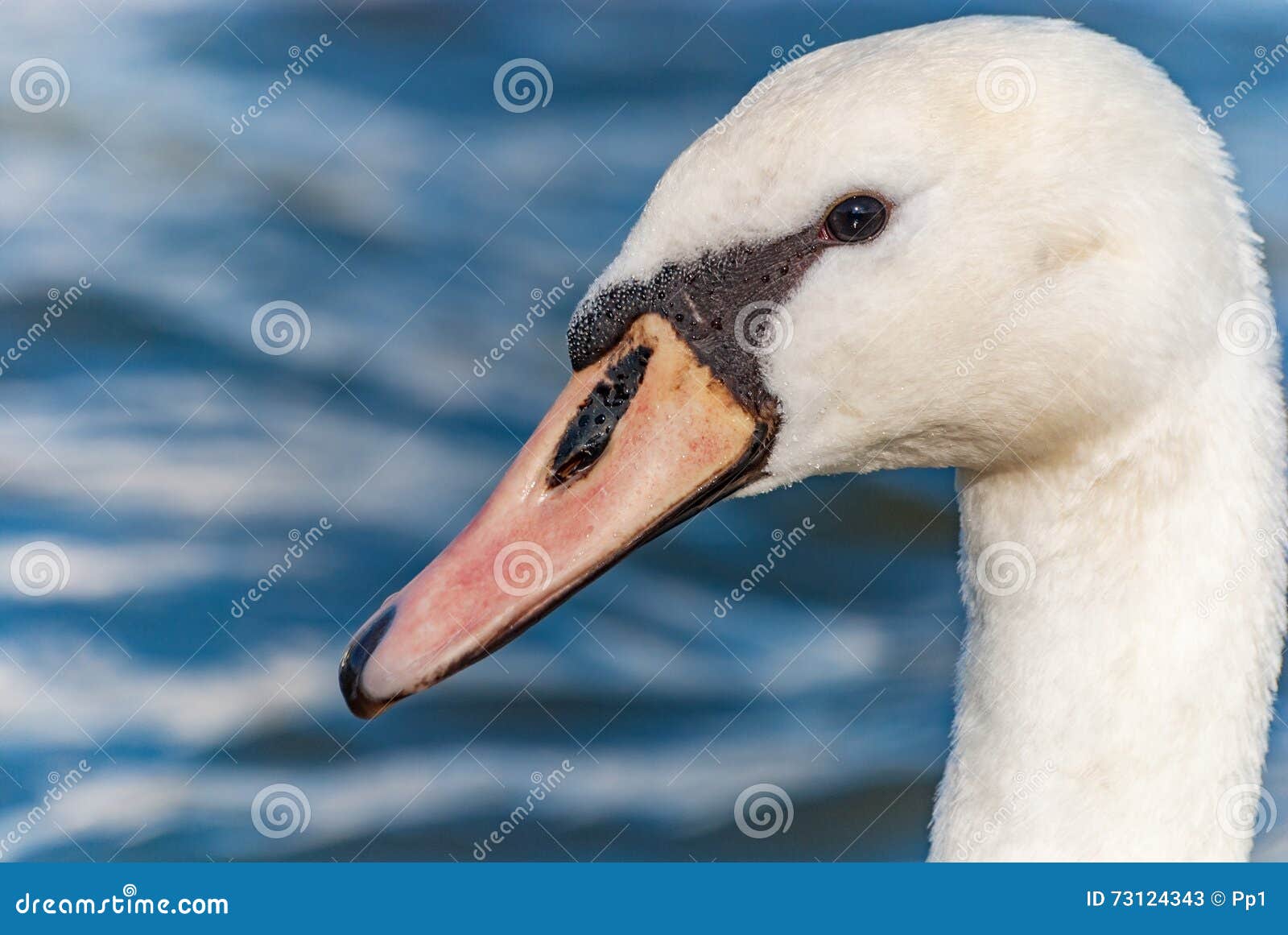 Swan Head Detail Macro Front Side Stock Image - Image of elegance ...