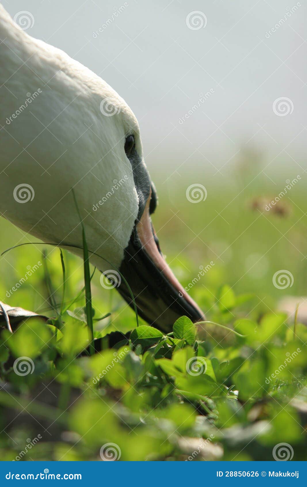 Swan head - eating stock photo. Image of aquatic, cygnus - 28850626