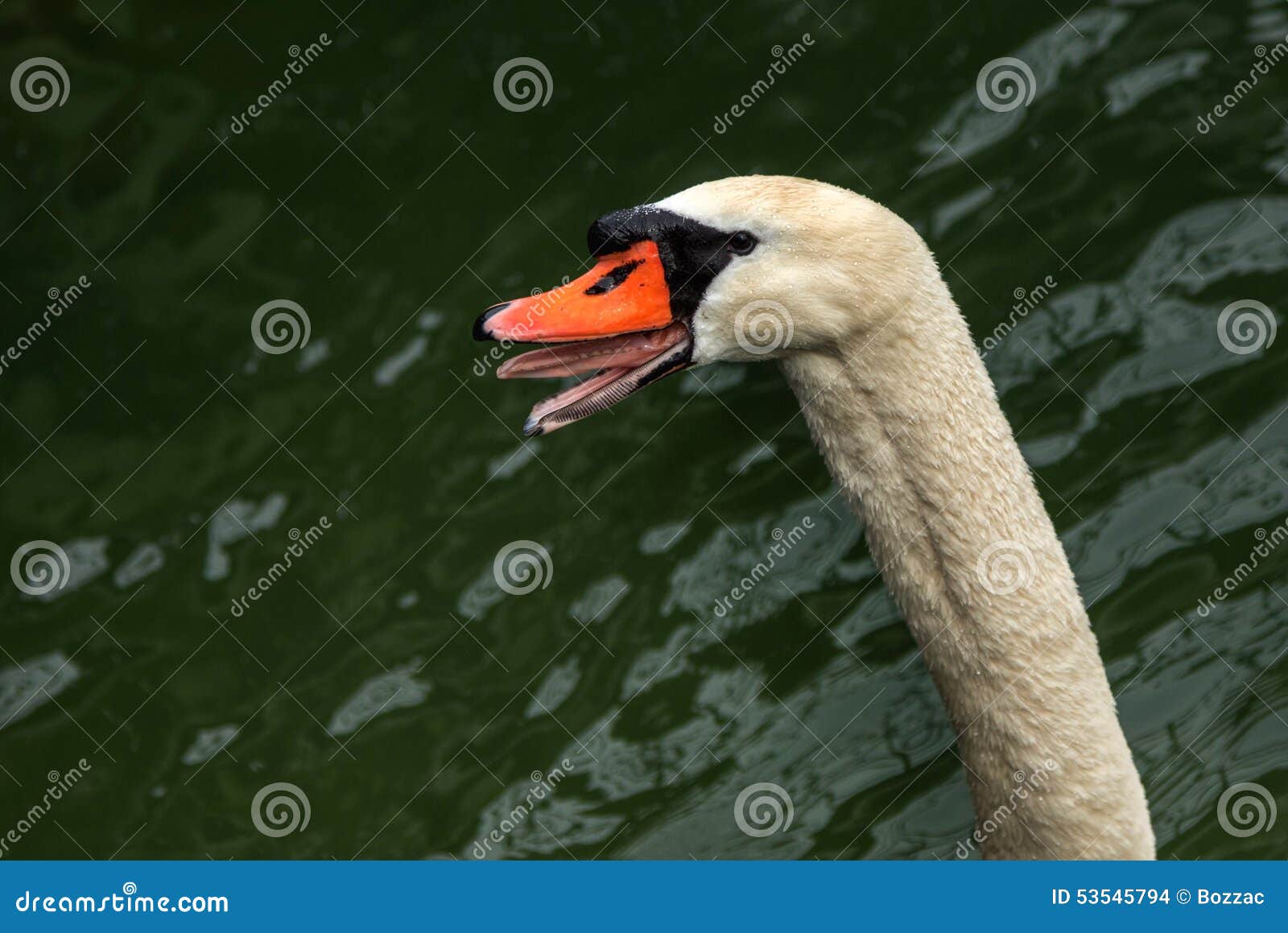 Swan head stock photo. Image of rostrum, hissing, water - 53545794