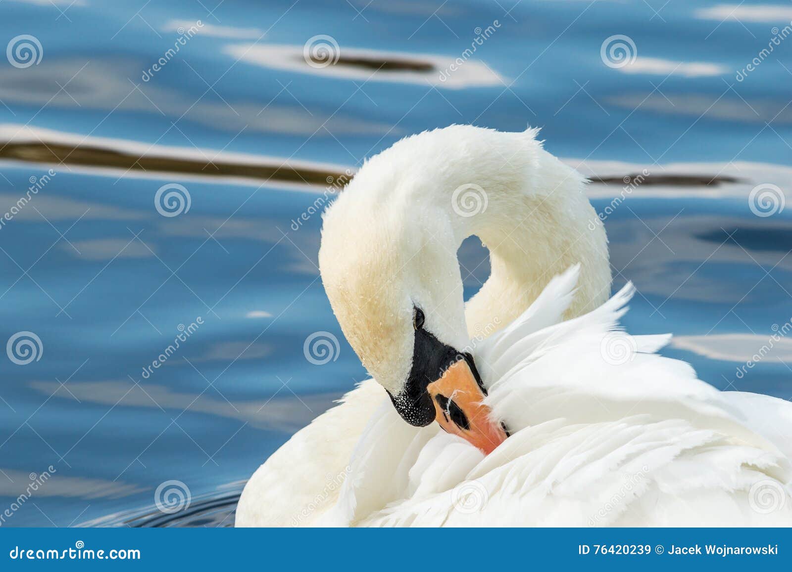 Swan Head and Neck Left Profile Stock Image - Image of outdoor, swan ...