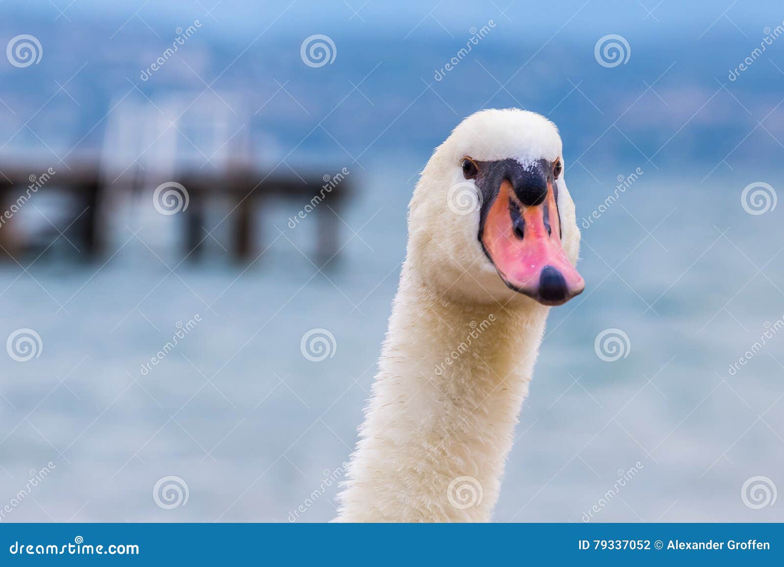 A Swan, Head and Neck Viewed from the Front with a Lake and Wharf in ...