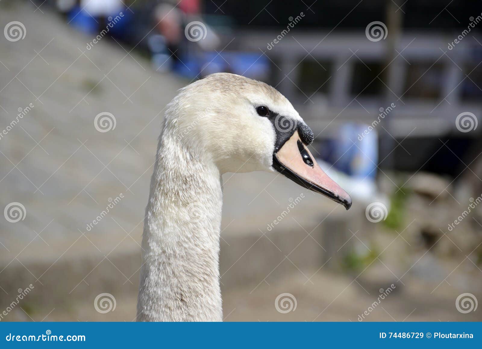 Swan head portrait stock image. Image of cygnus, animals - 74486729