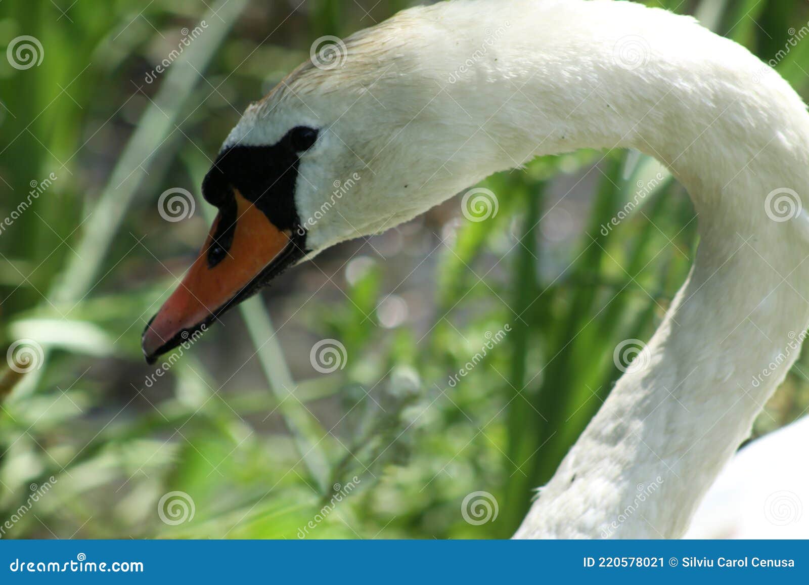 A Swan Head Side View Closeup with Green Plants in Background Stock ...