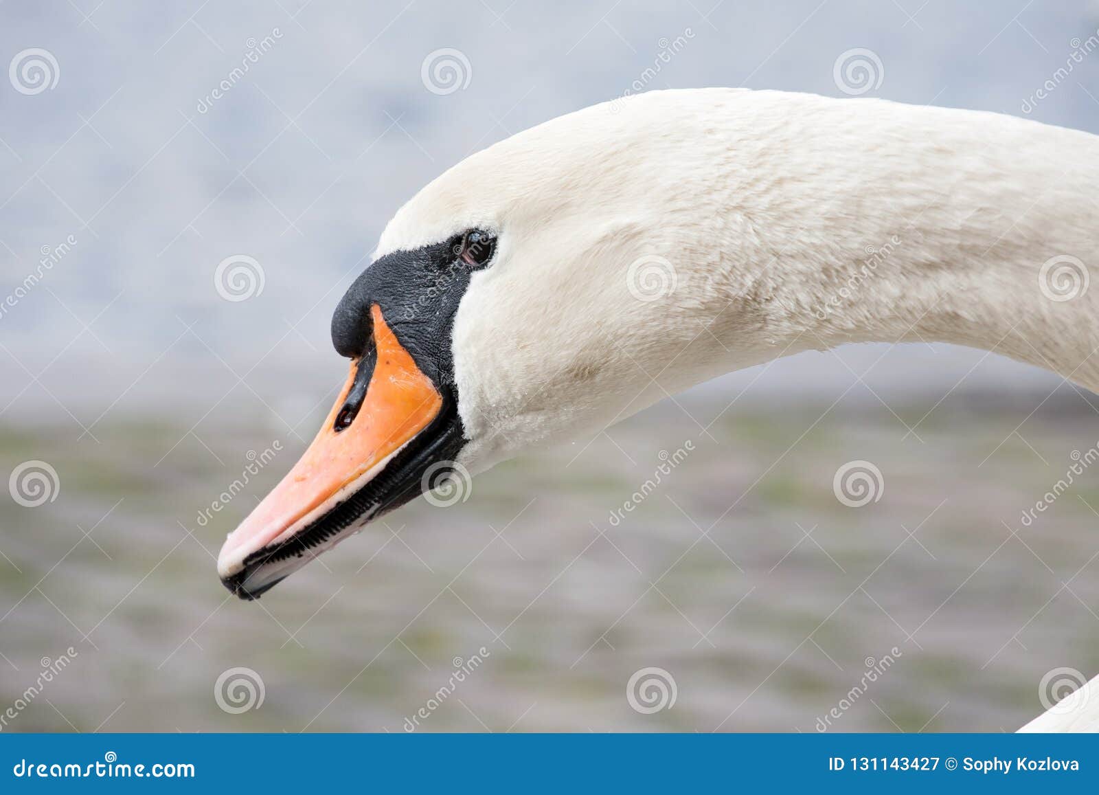 Swan head stock image. Image of side, beak, orange, bird - 131143427